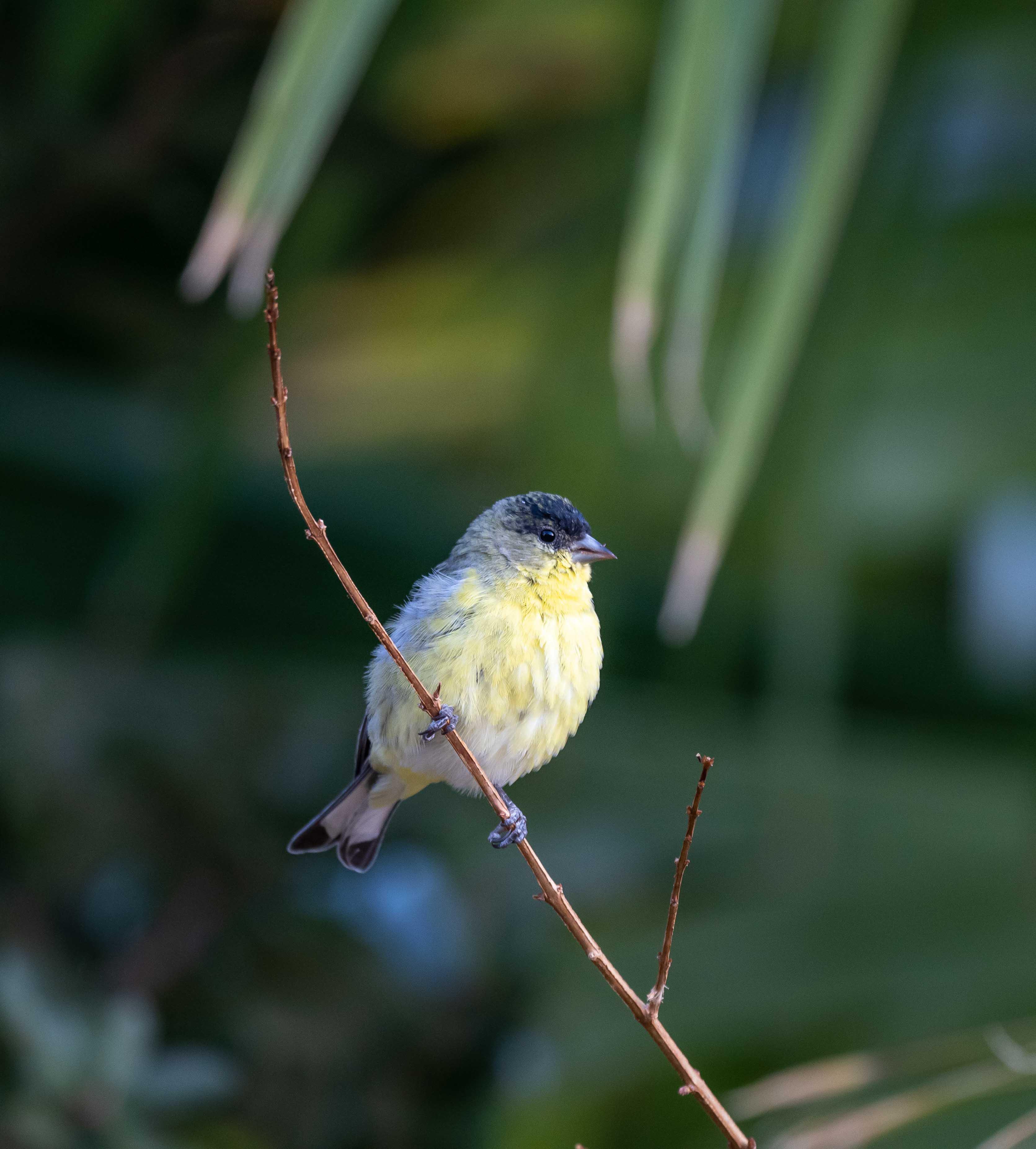 My favorite yard visitor lately, the lesser goldfinch | Scrolller