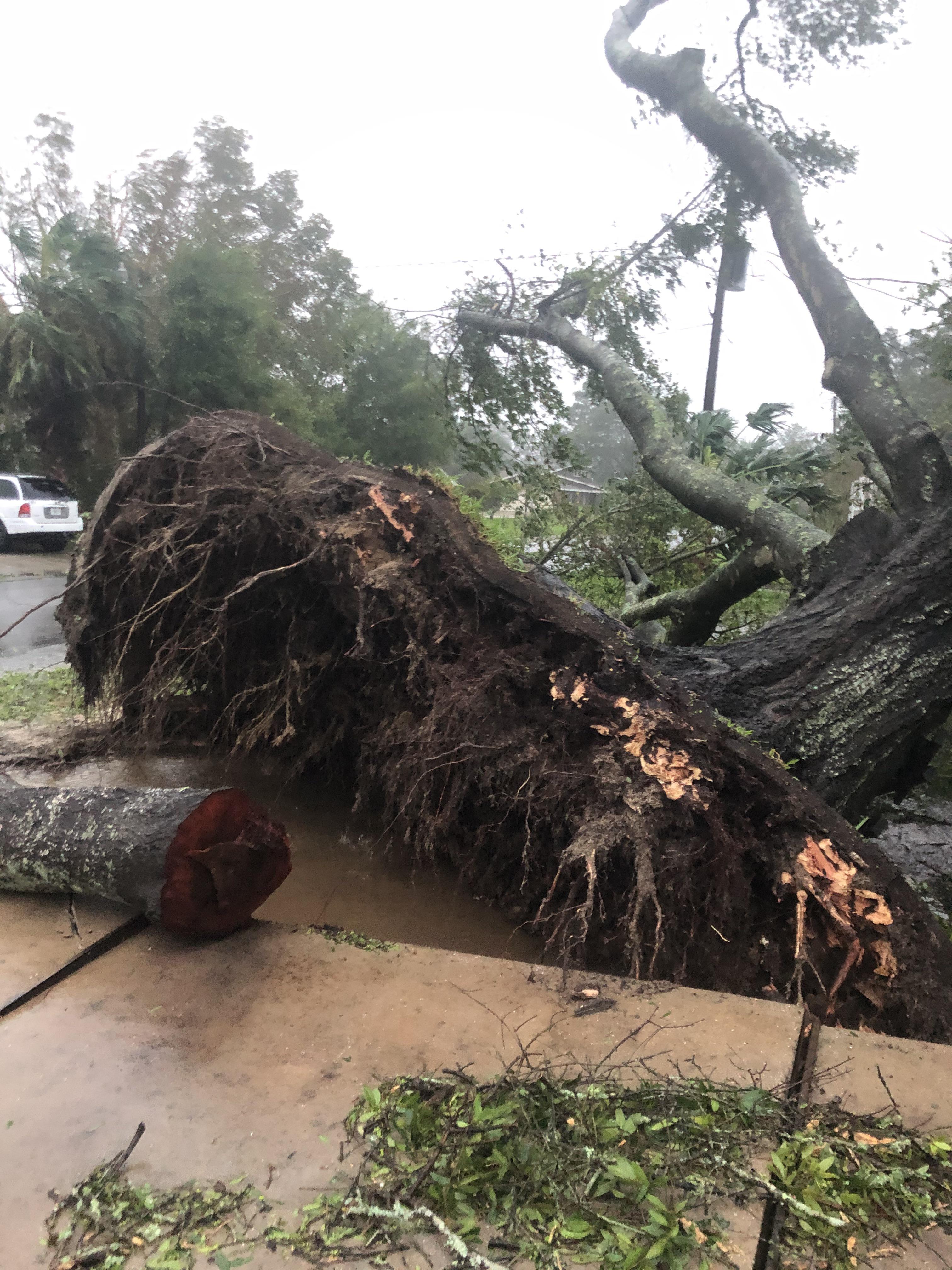 My favourite oak tree 😭 | Scrolller