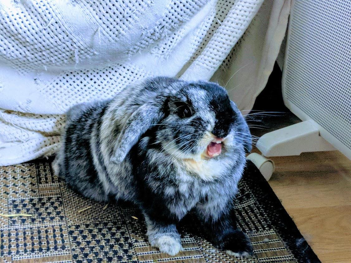 My favourite picture of my grumpy boy, D'artagnan (Dart for short) | Scrolller