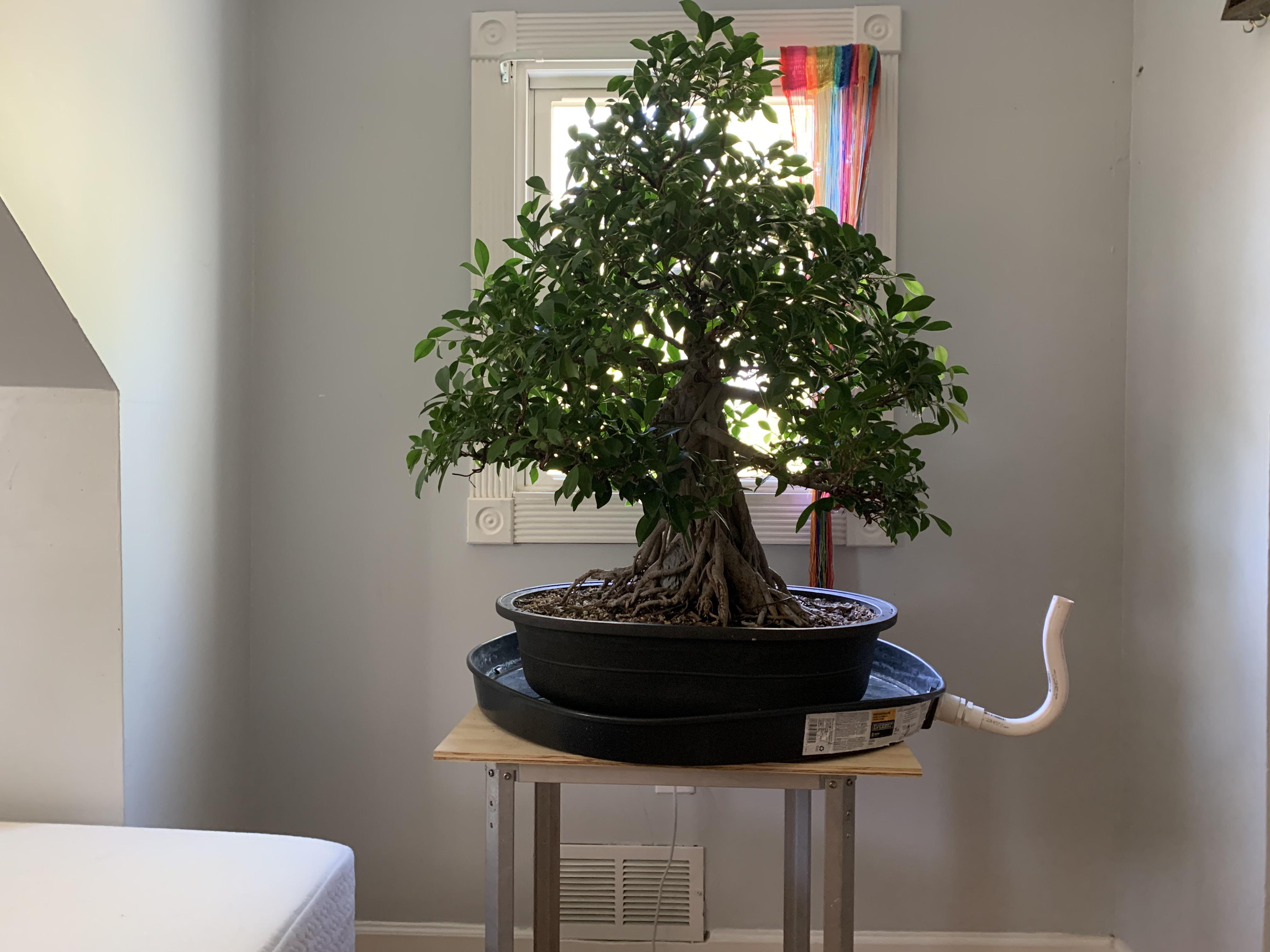 My Ficus Microcarpa | Scrolller