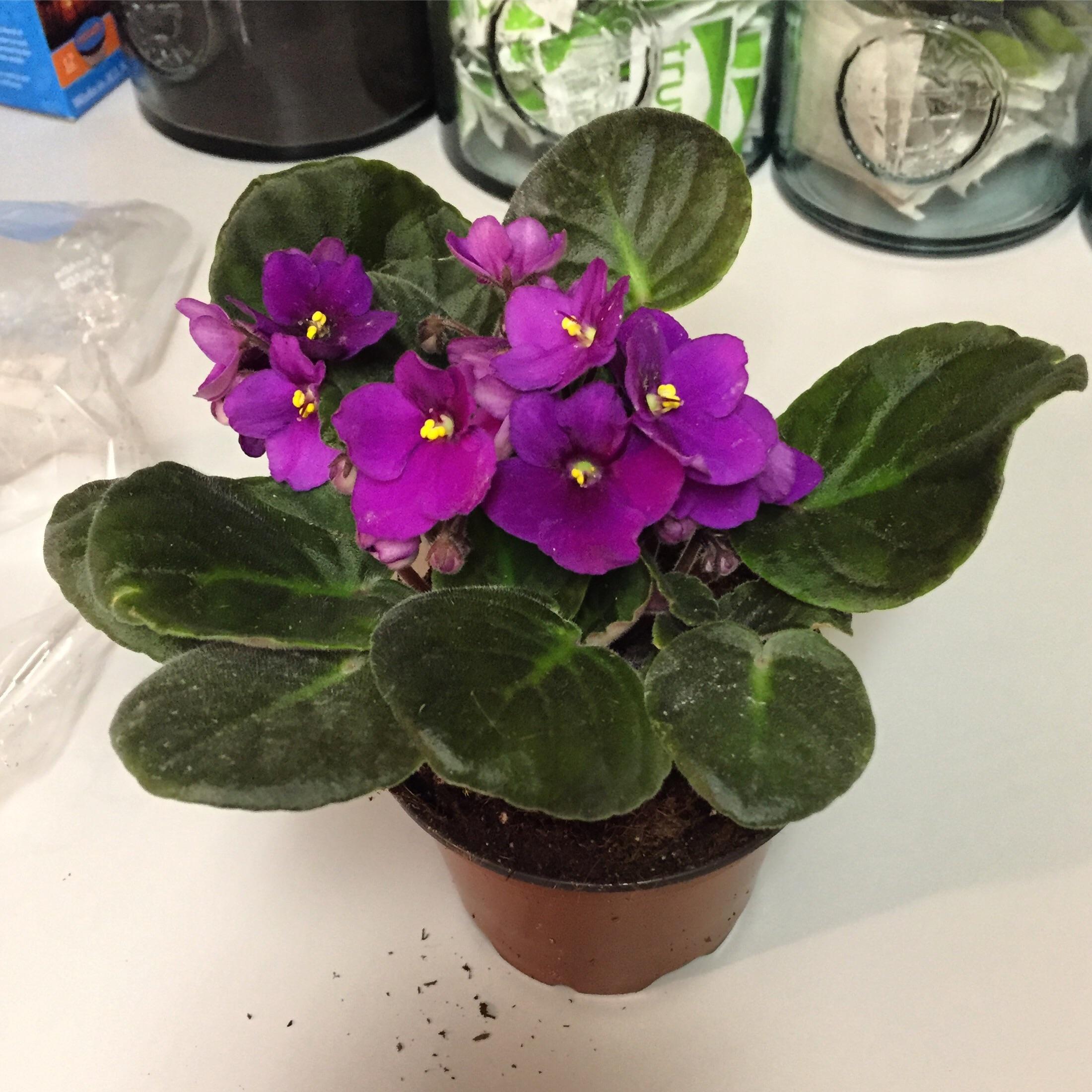 My First African Violet! | Scrolller