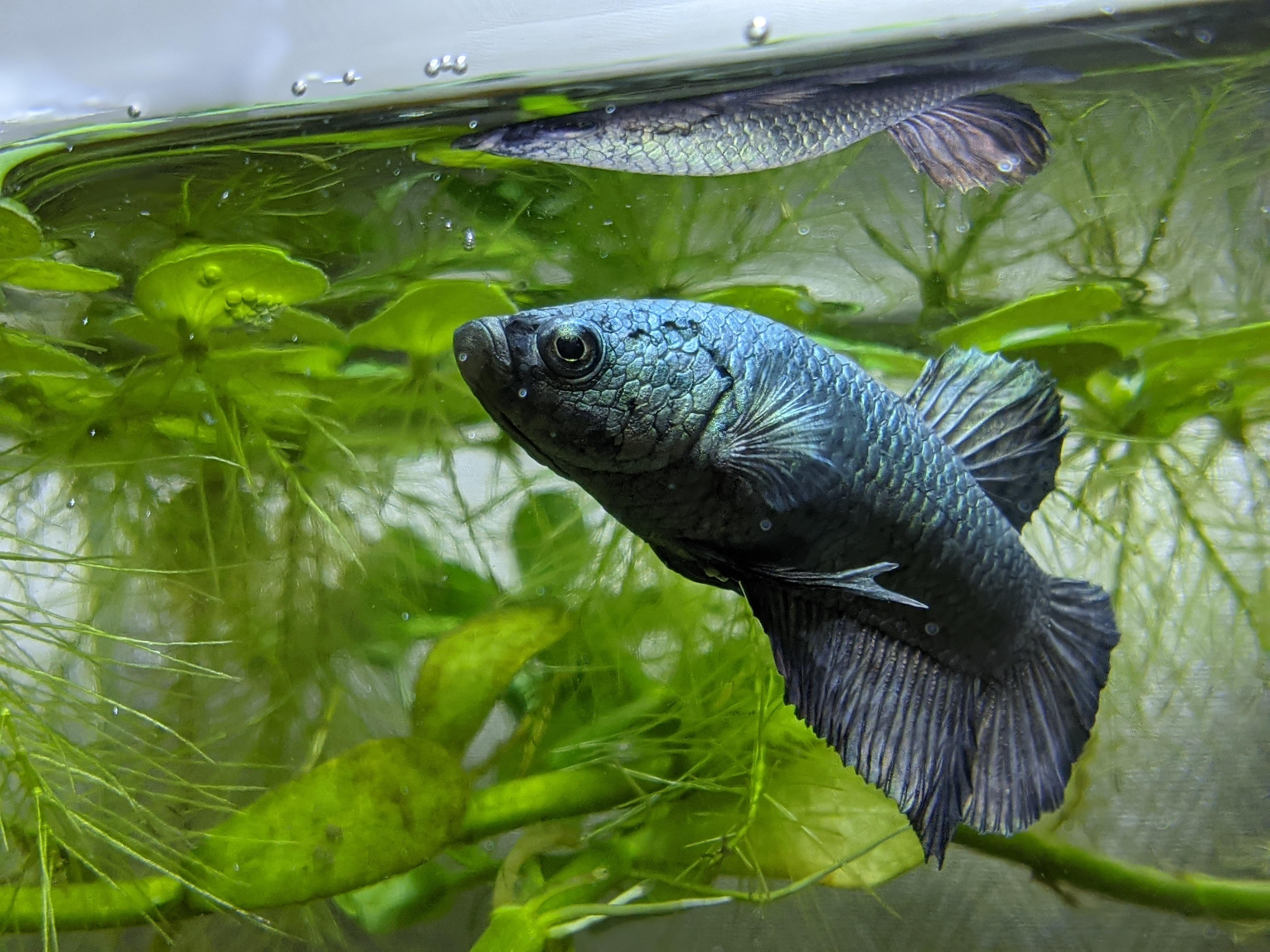 My first betta, a quiet gem | Scrolller