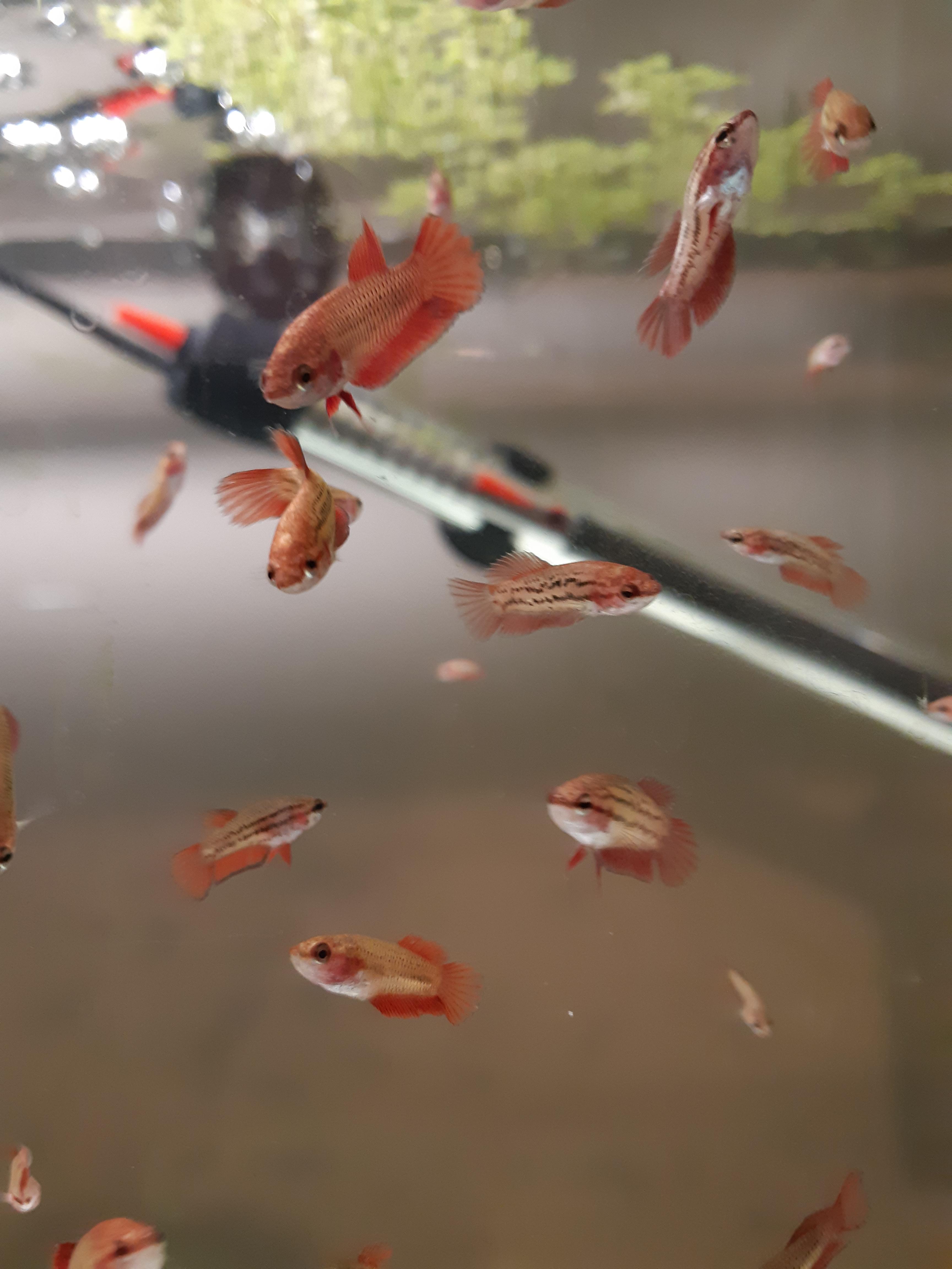 My first betta spawn | Scrolller