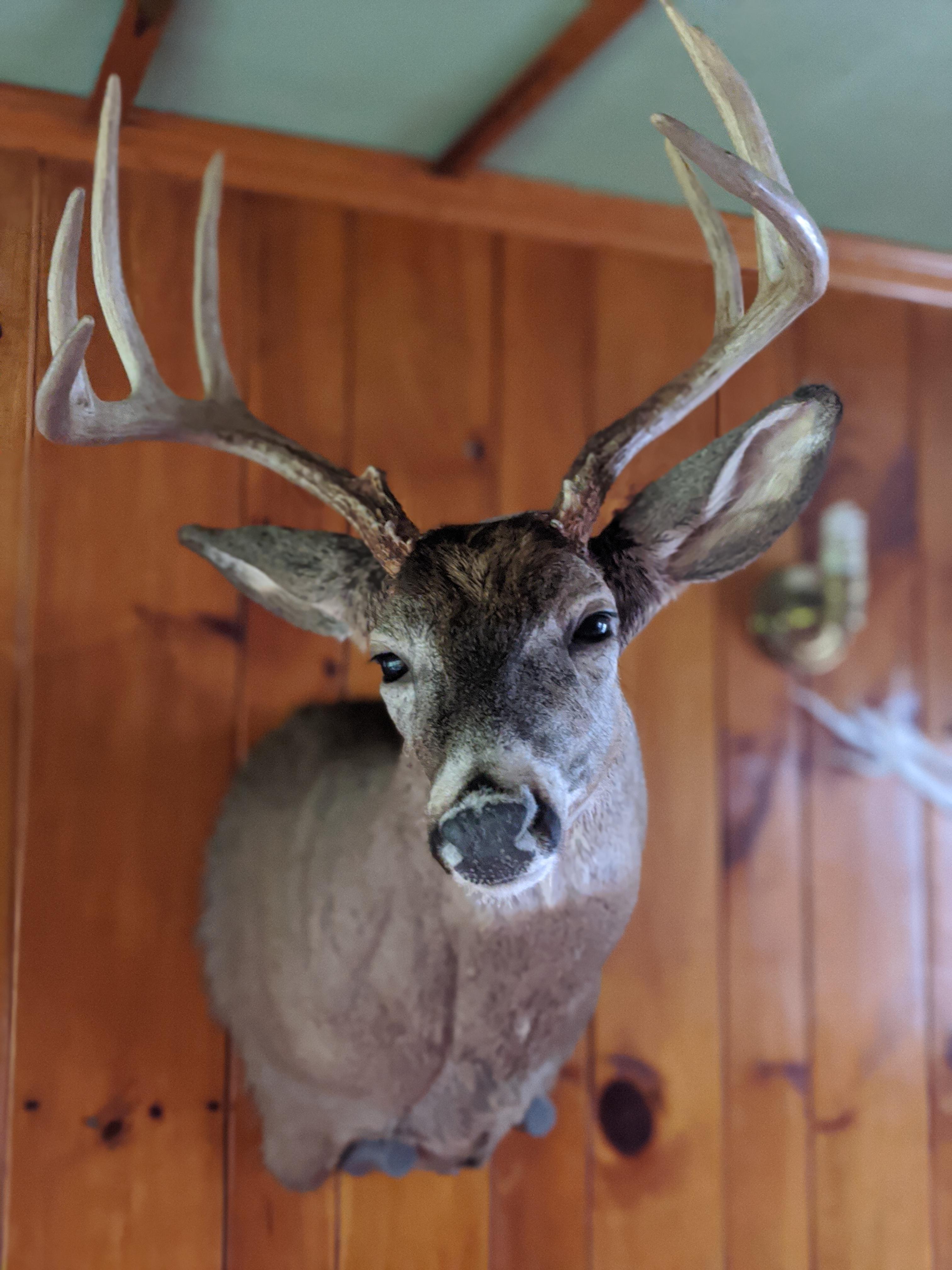 My first deer mount. | Scrolller