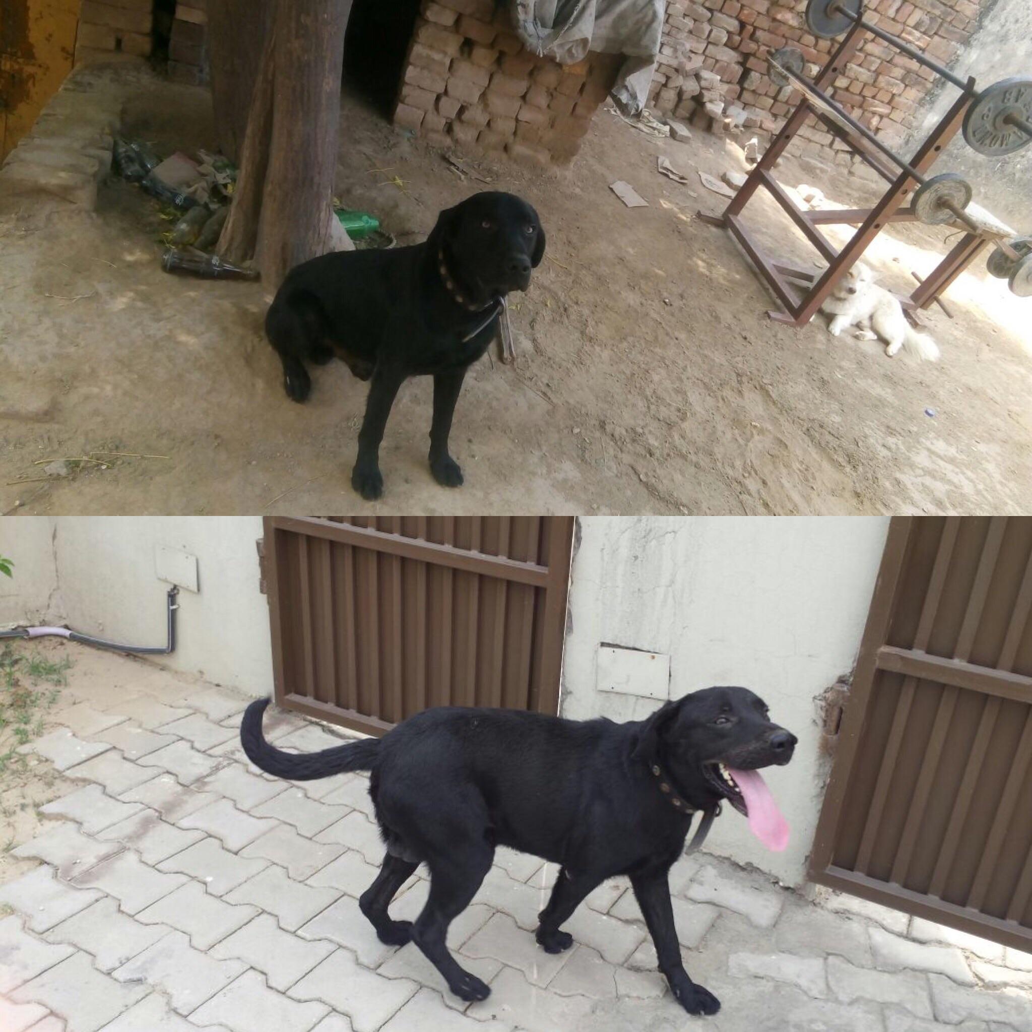 My first dog ever! Guys meet Shadow. | Scrolller