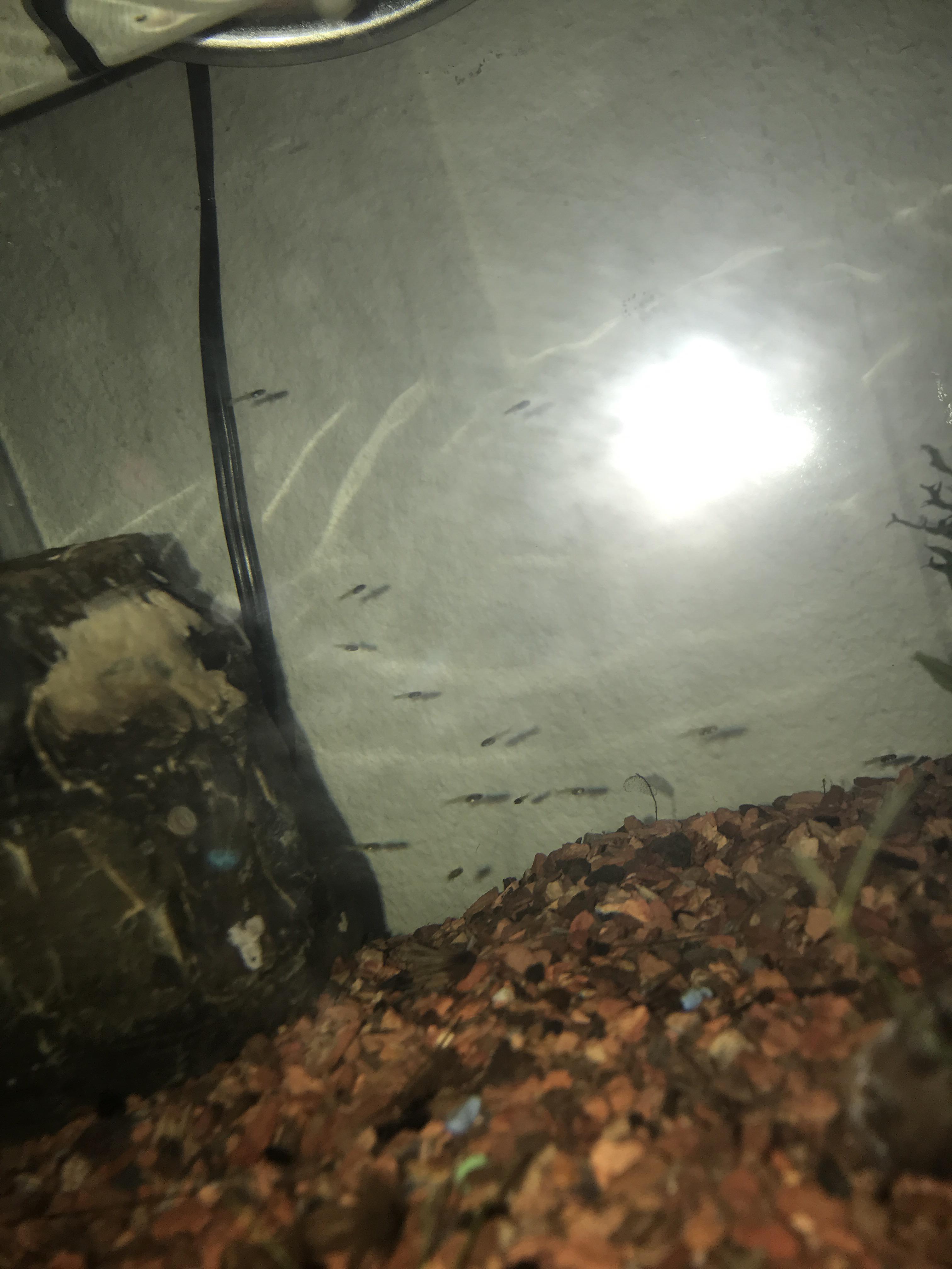 My first full batch!!! | Scrolller