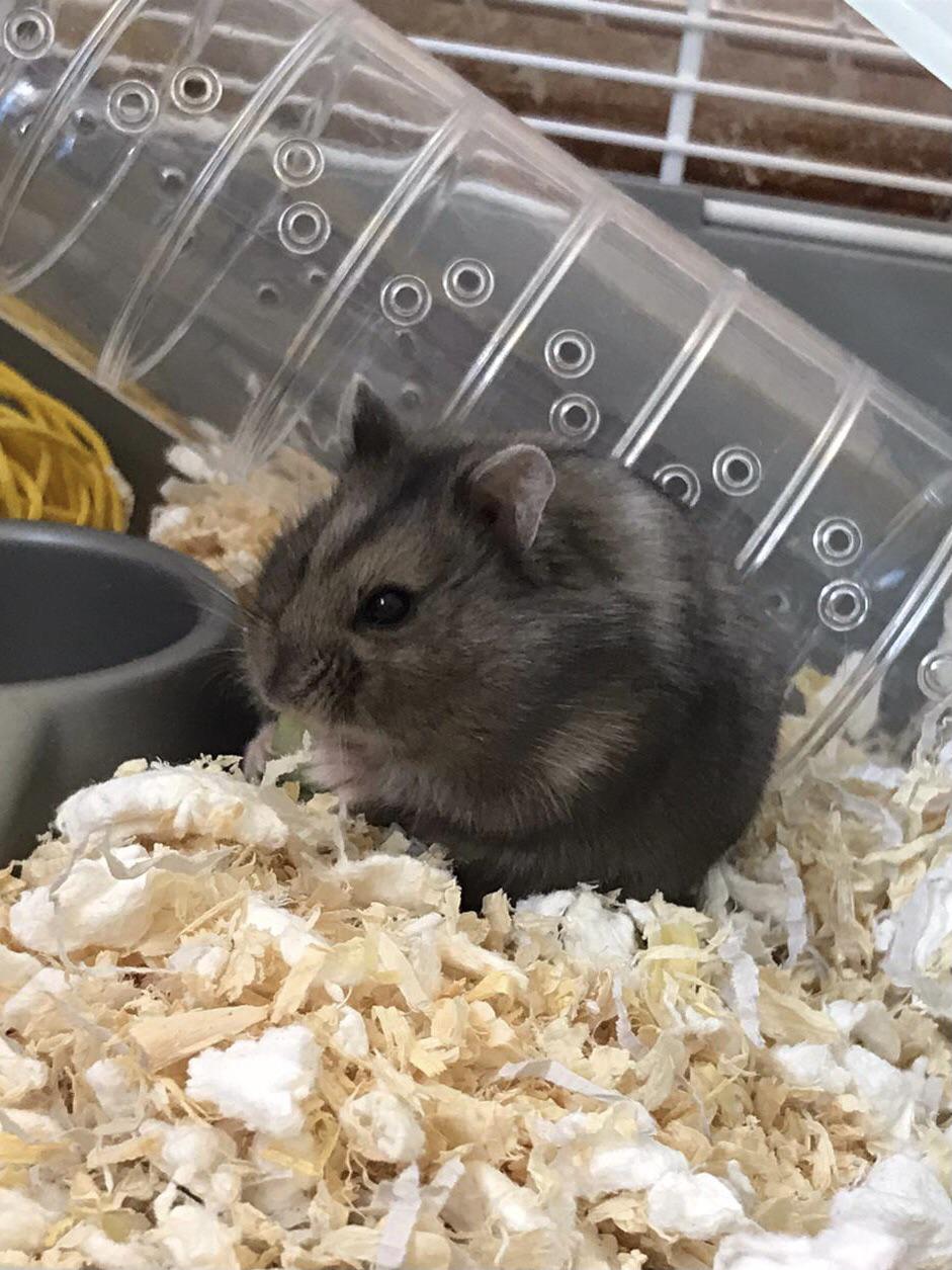 My first hamster, Gustavo. It has been almost five months but I still miss him so much. | Scrolller