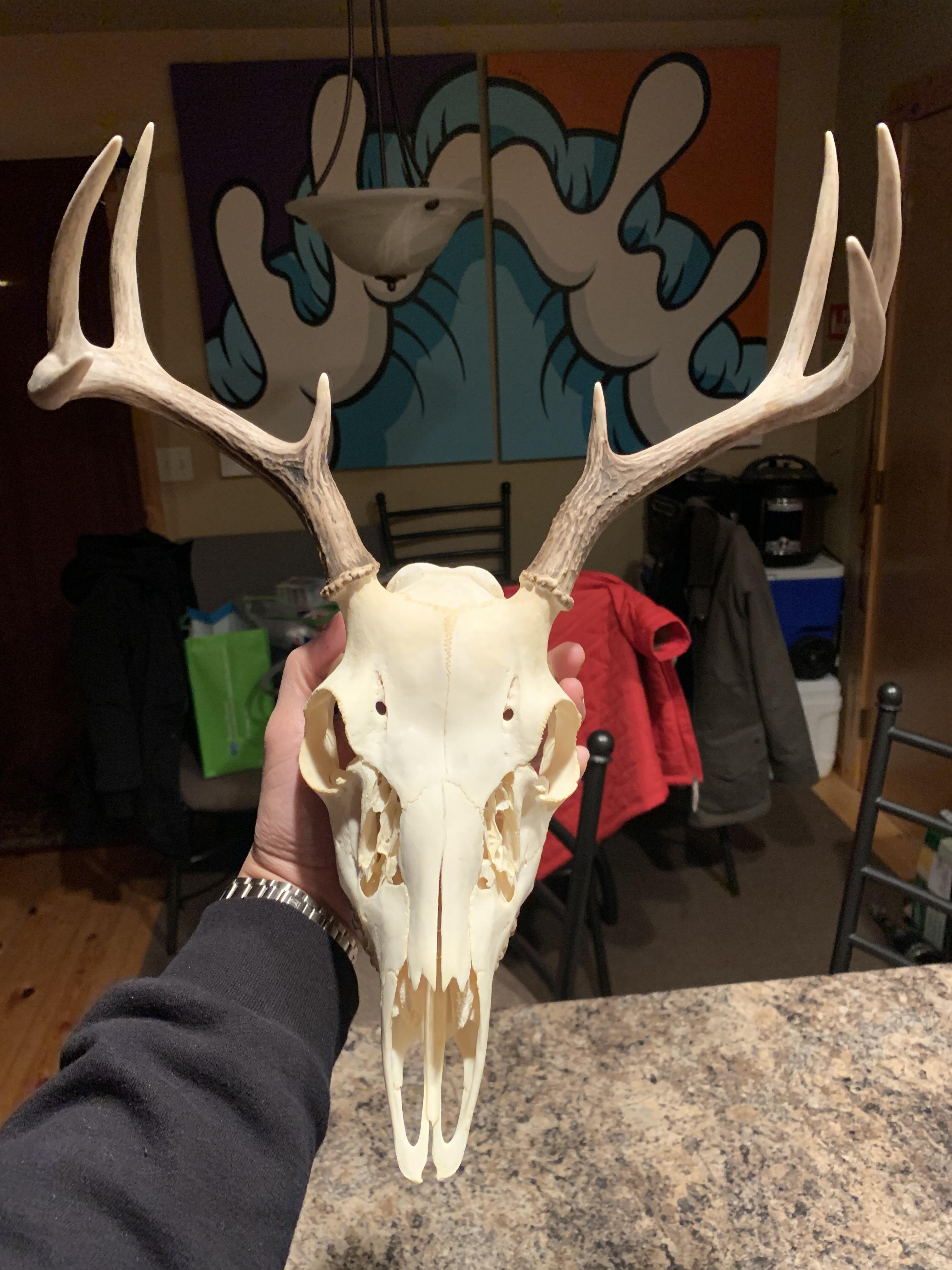 My first hunt/bow hunt/buck. Just got it back. | Scrolller