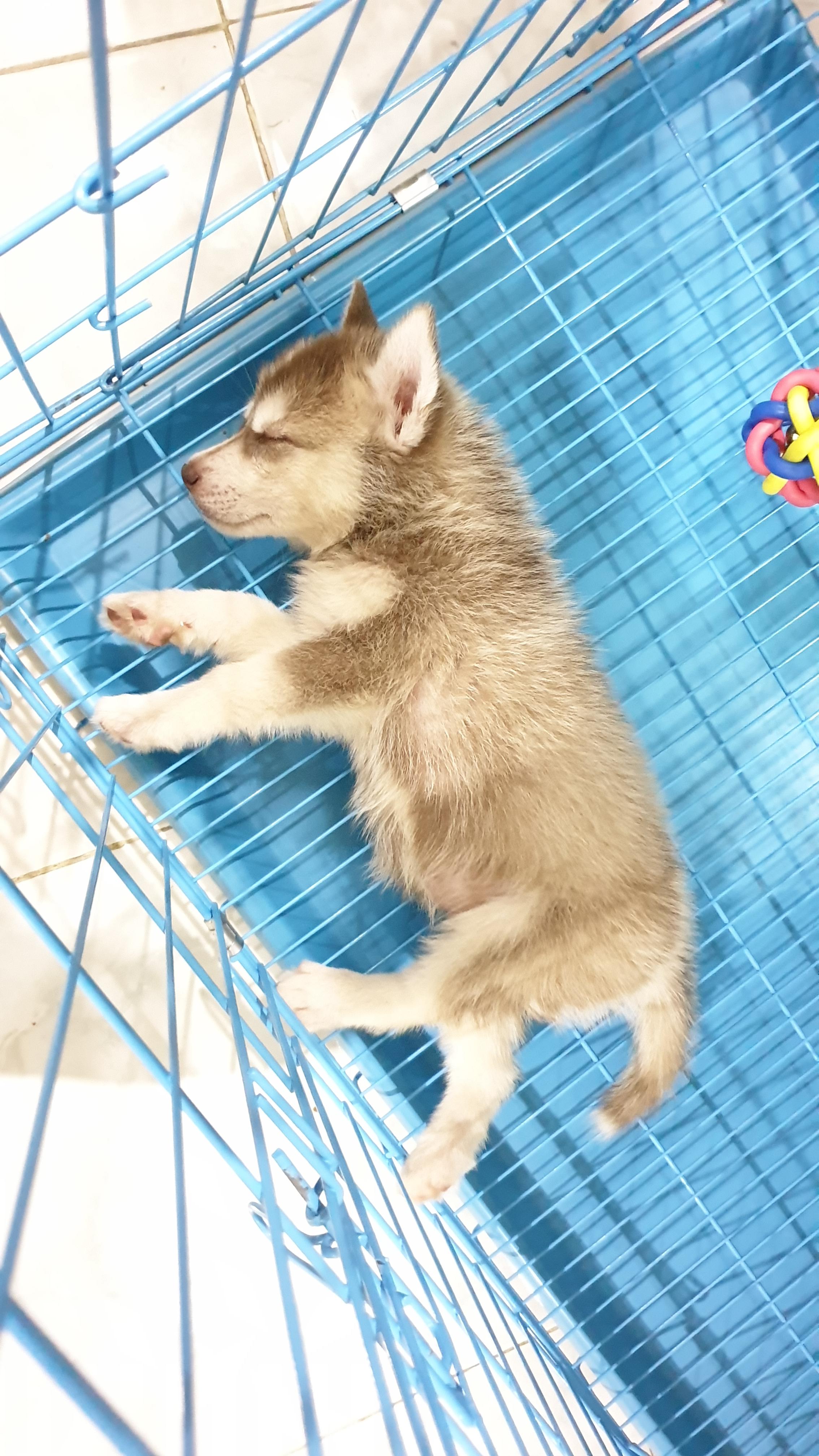My first husky pup! | Scrolller