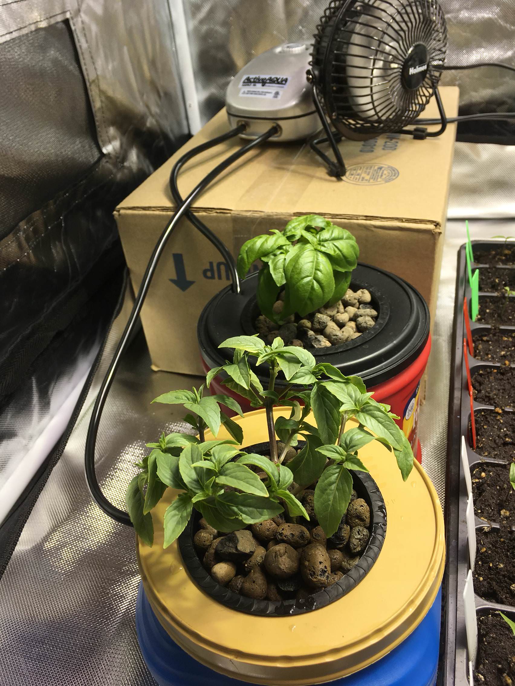 My first hydro setup I’ve put together. Thai and Genoese basil 🌿 | Scrolller