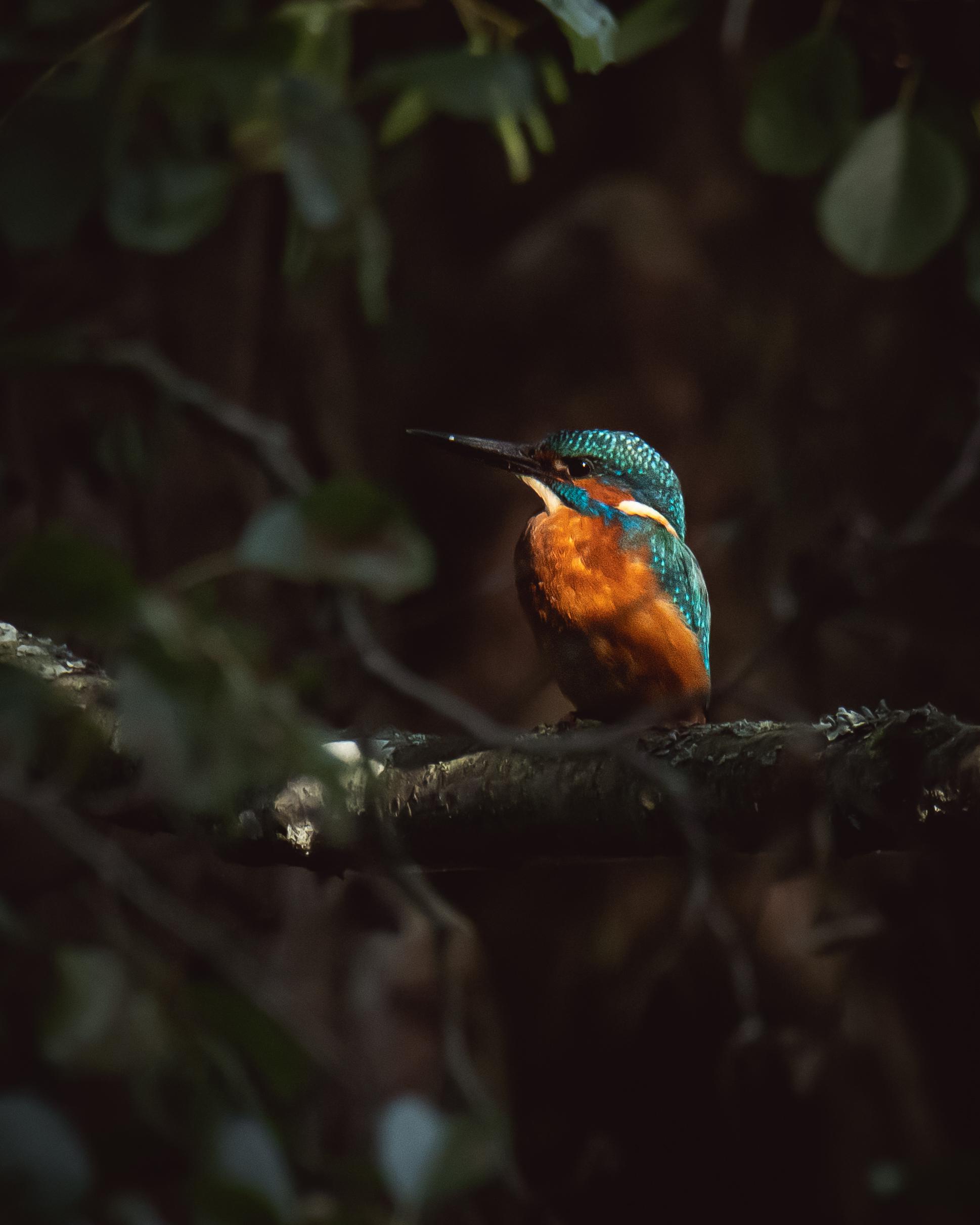 My first Kingfisher! | Scrolller