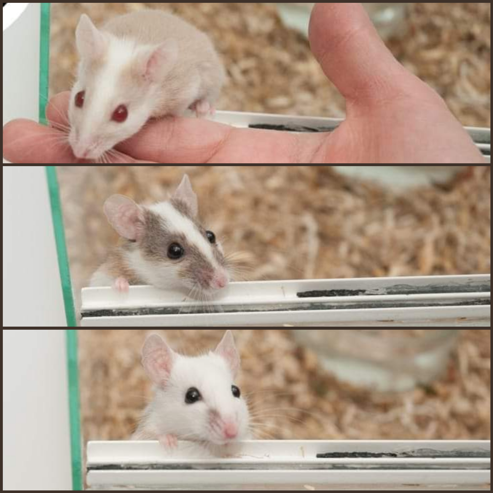 My first mice. Meet Mandarin, Oreo and Kuglóf the suft-furred mice/rats! | Scrolller