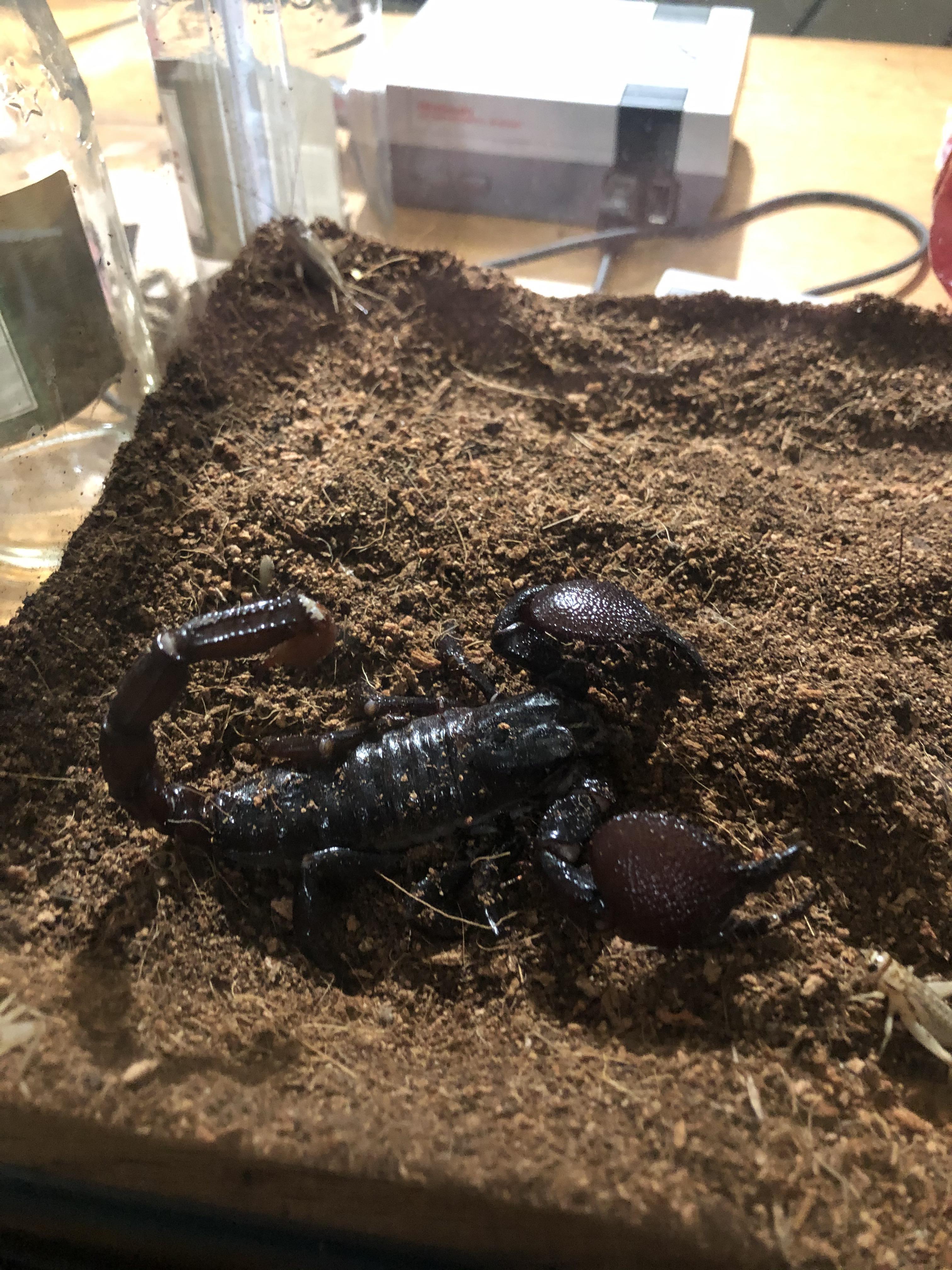 My first one, he’s pretty awesome | Scrolller