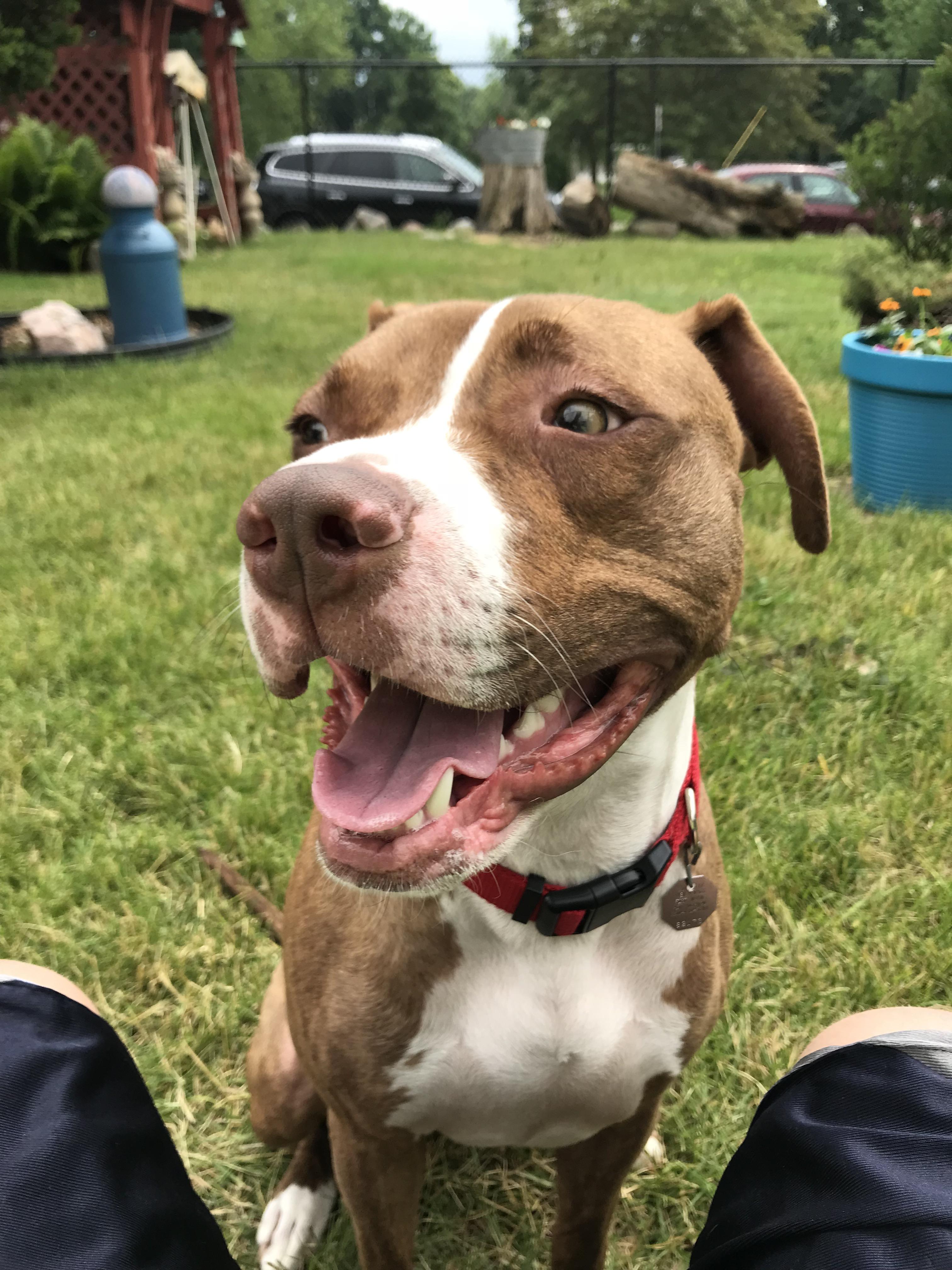 My first pit, I’ve never had a dog be so loving. Literally my best friend. | Scrolller