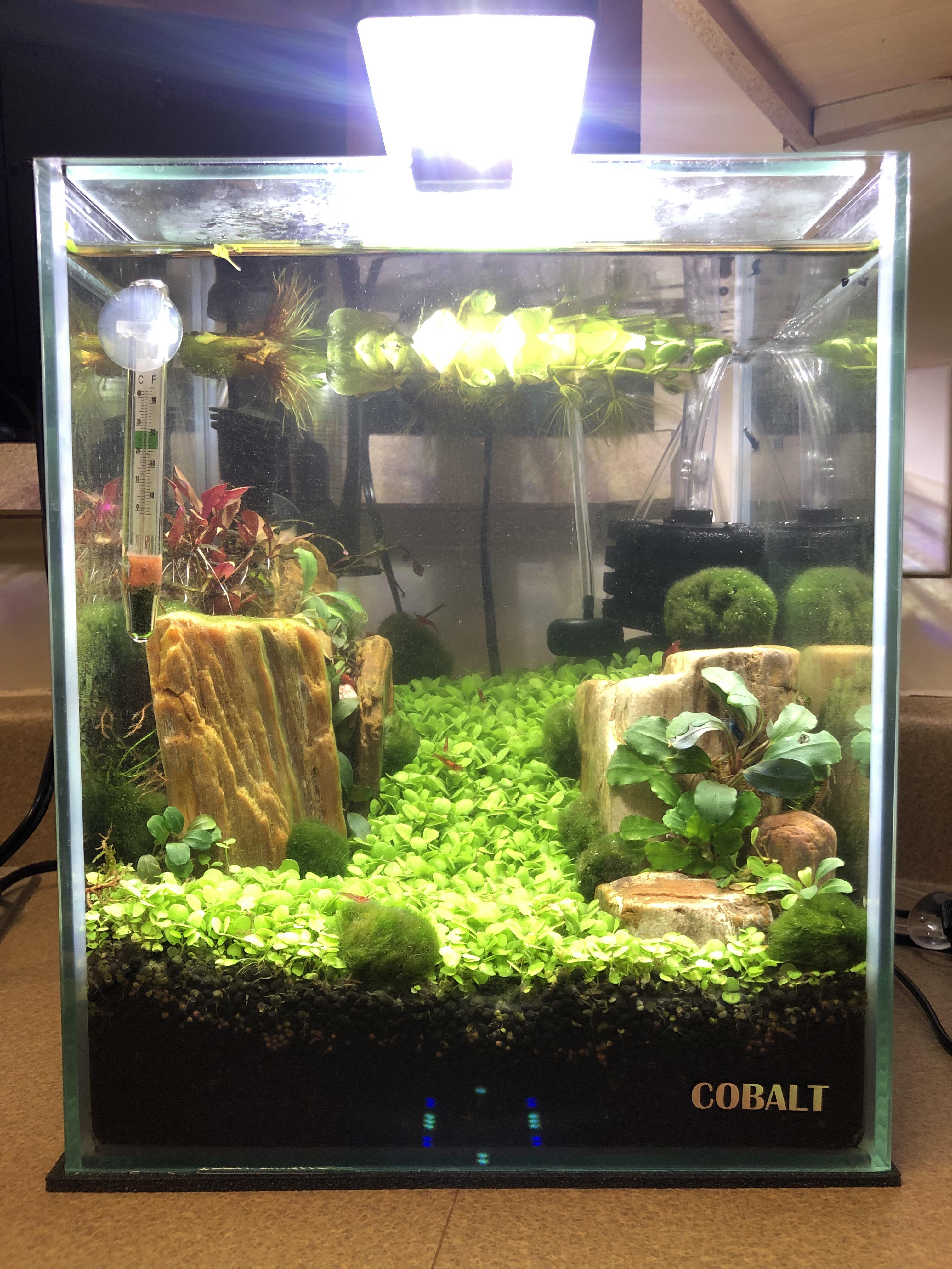 My first planted shrimp tank. | Scrolller