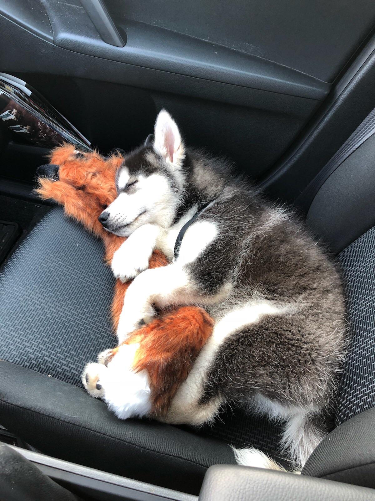 My first pupper! | Scrolller