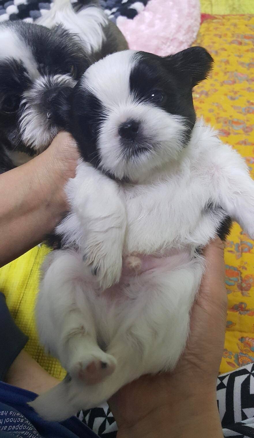 My first puppy...!!! | Scrolller