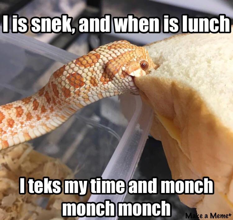 My First snek meme! | Scrolller