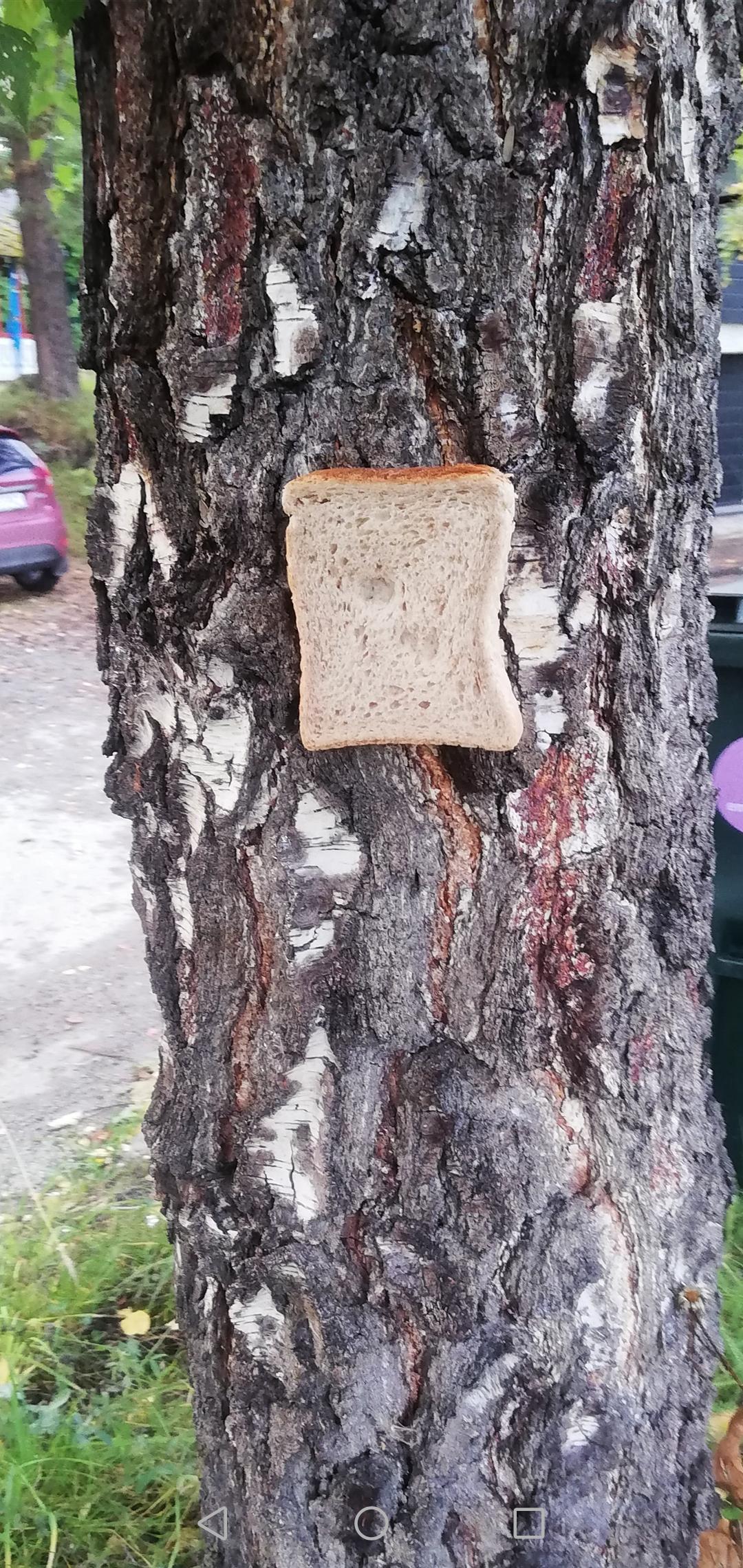 My first staple | Scrolller