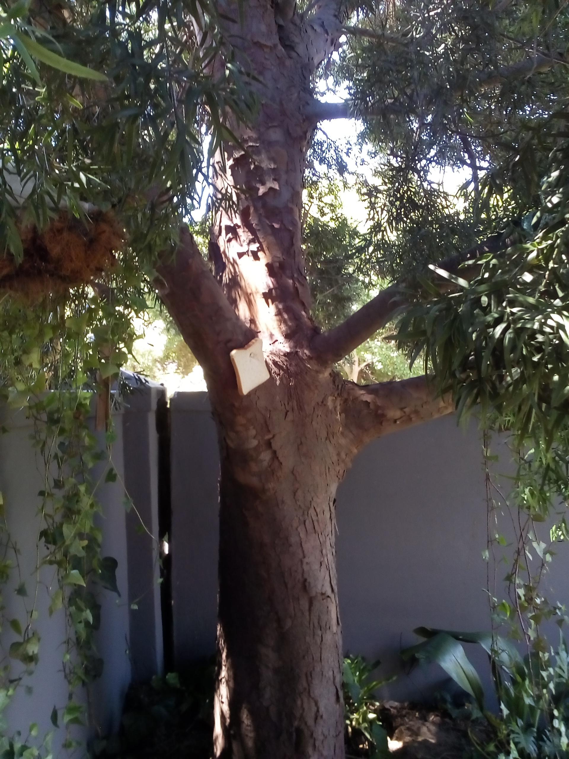 my first staple....im proud | Scrolller