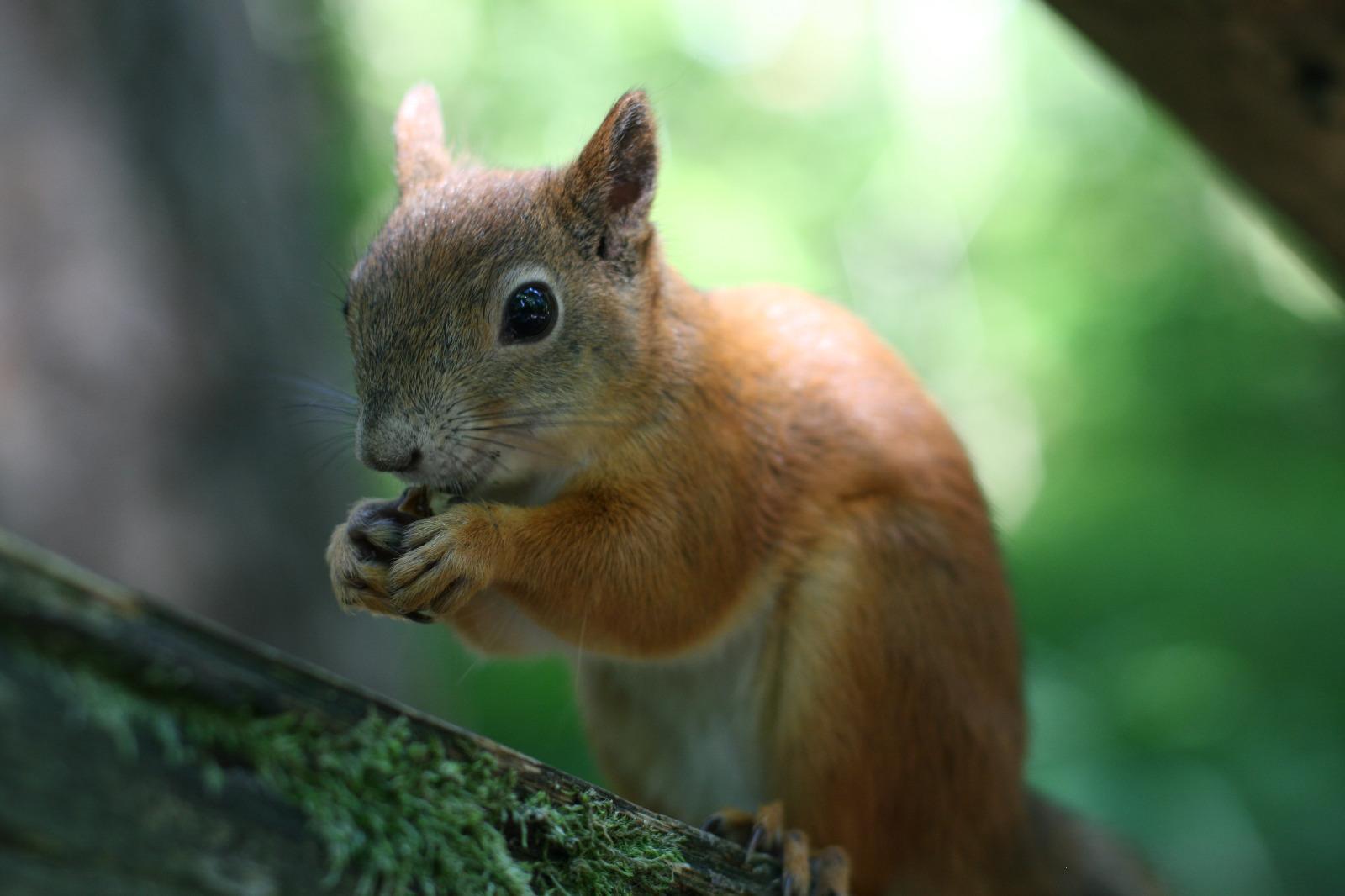 My first time photographing squirrels. I’m very happy with the pics! | Scrolller