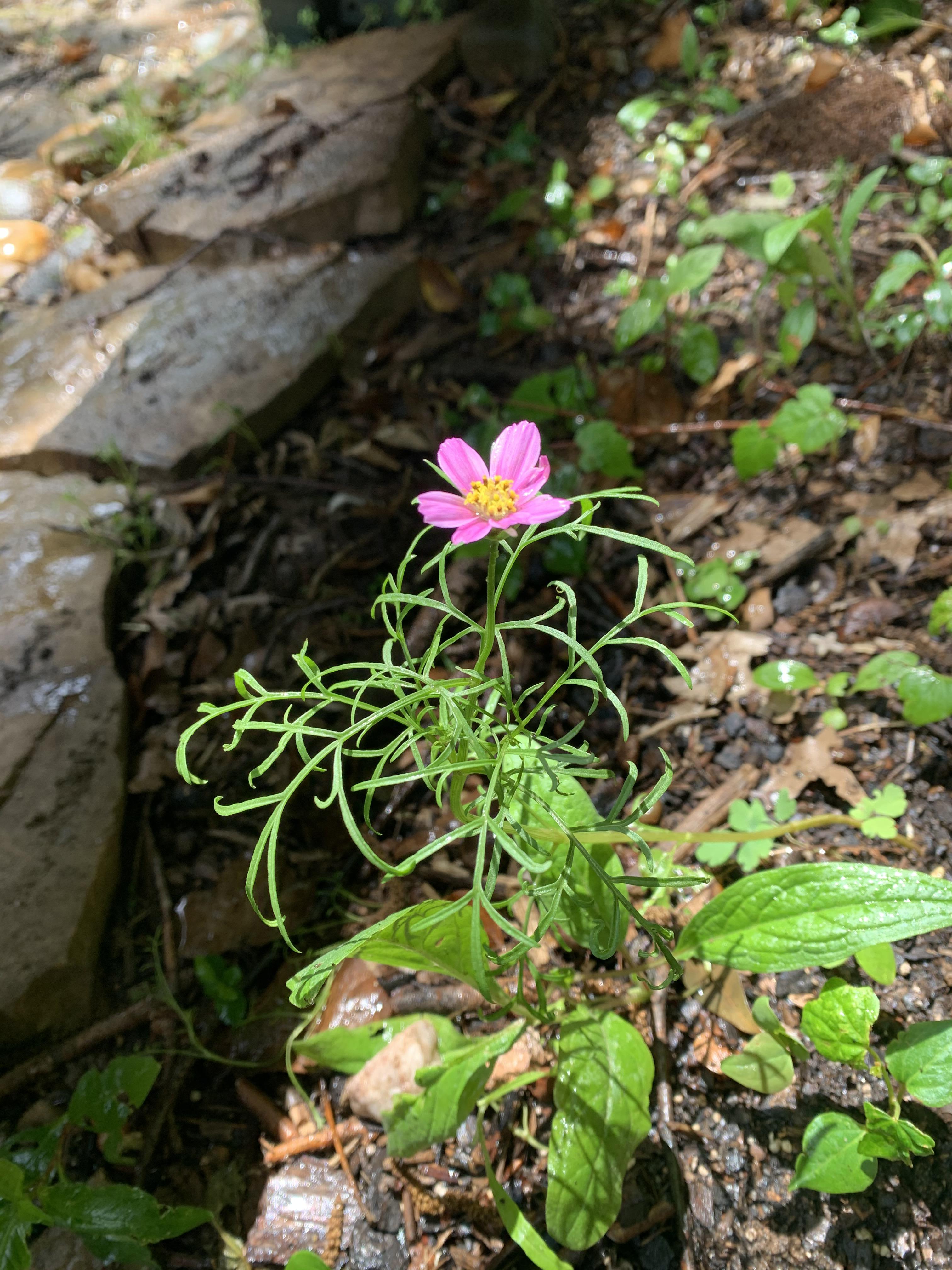 My first wildflower finally bloomed! | Scrolller