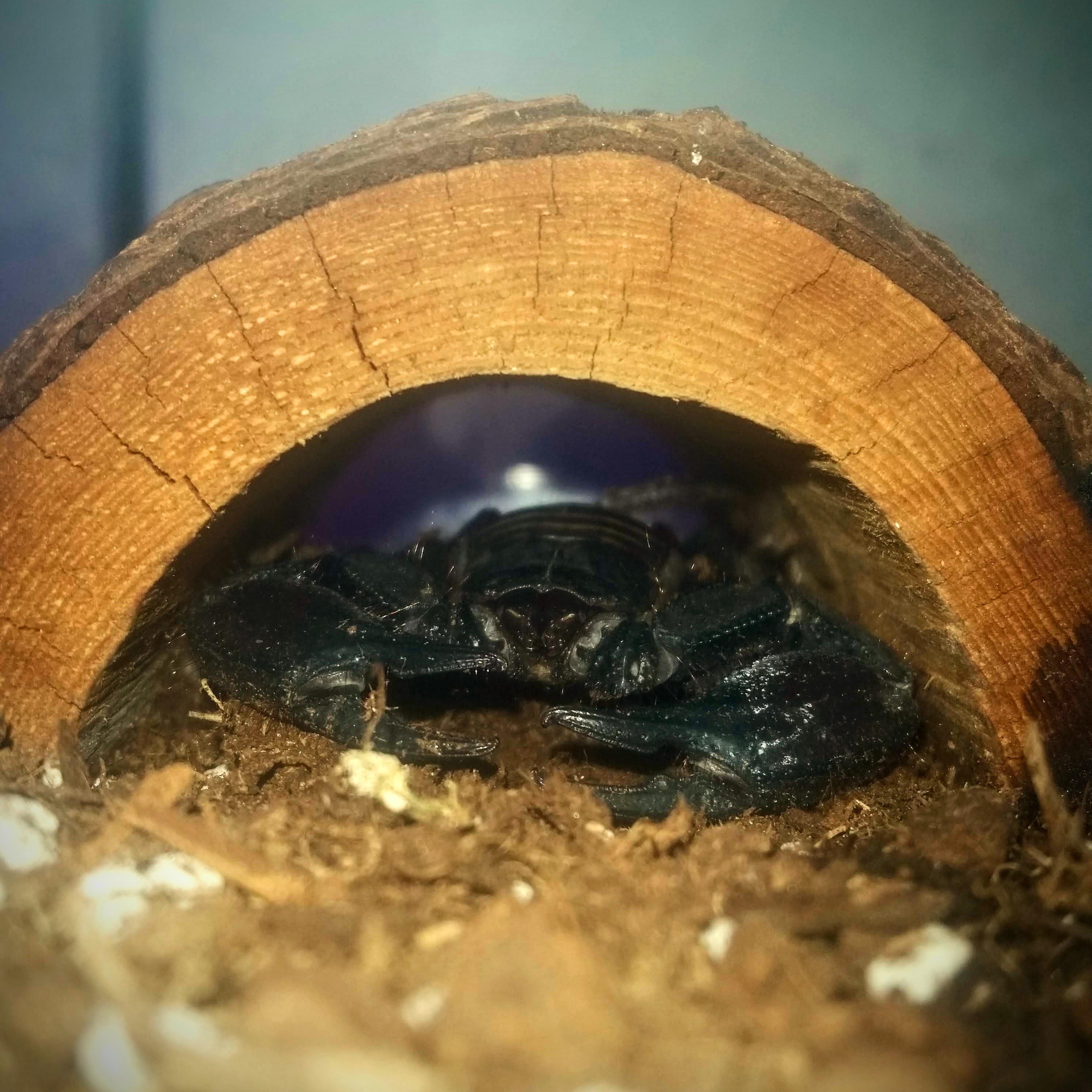 My flat rock guarding his hut | Scrolller