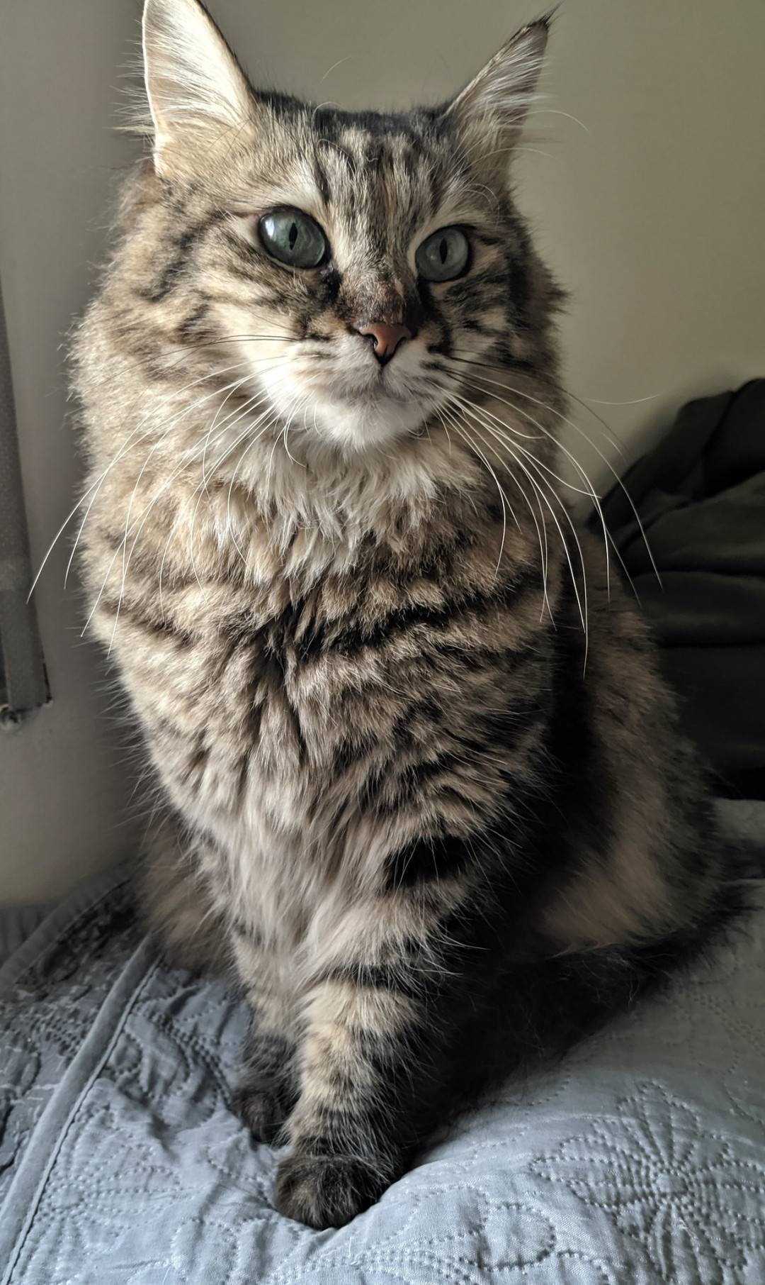 My floof | Scrolller