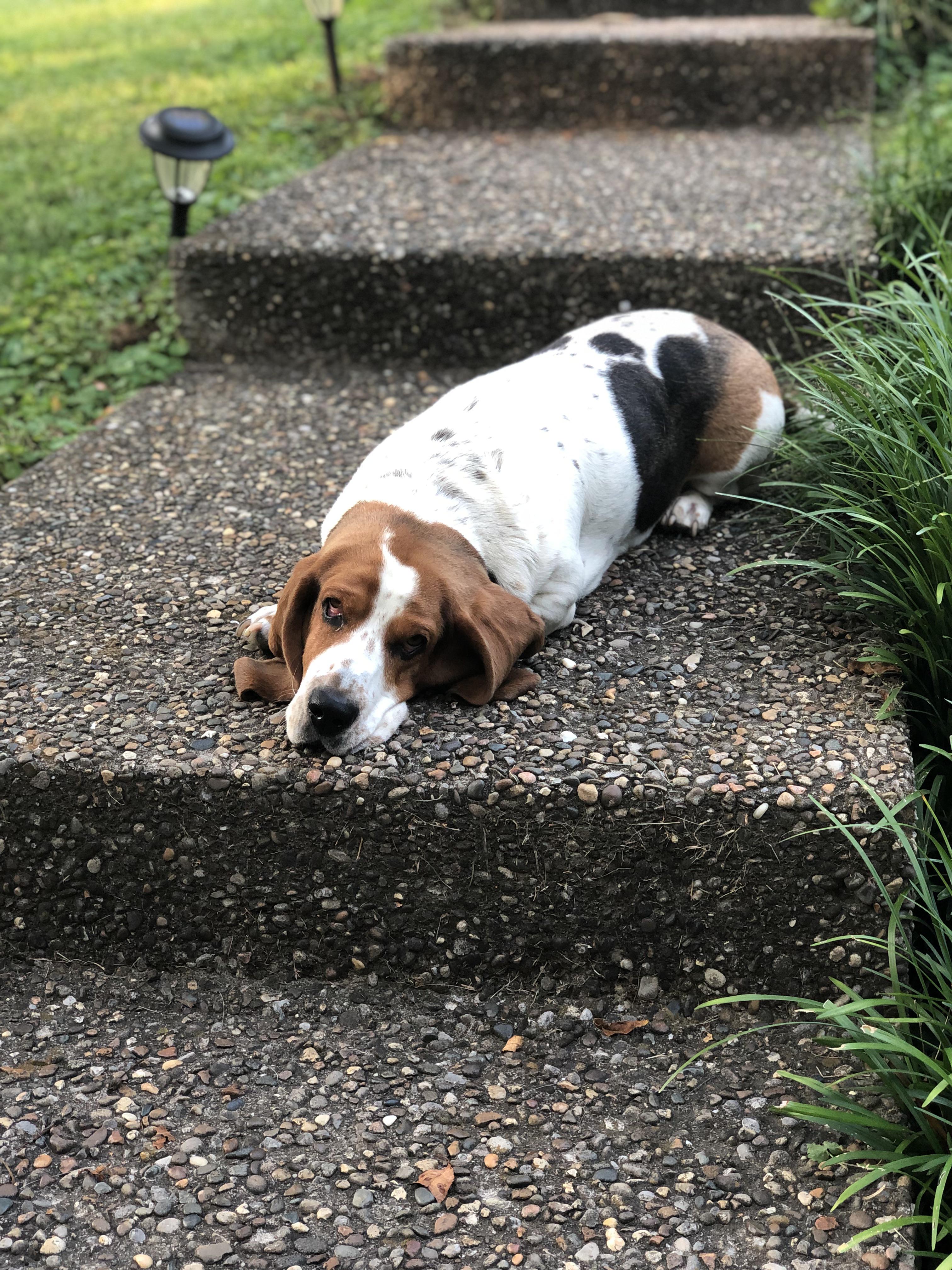 my floppy eared, droopy eyed baby turns 5 today! | Scrolller