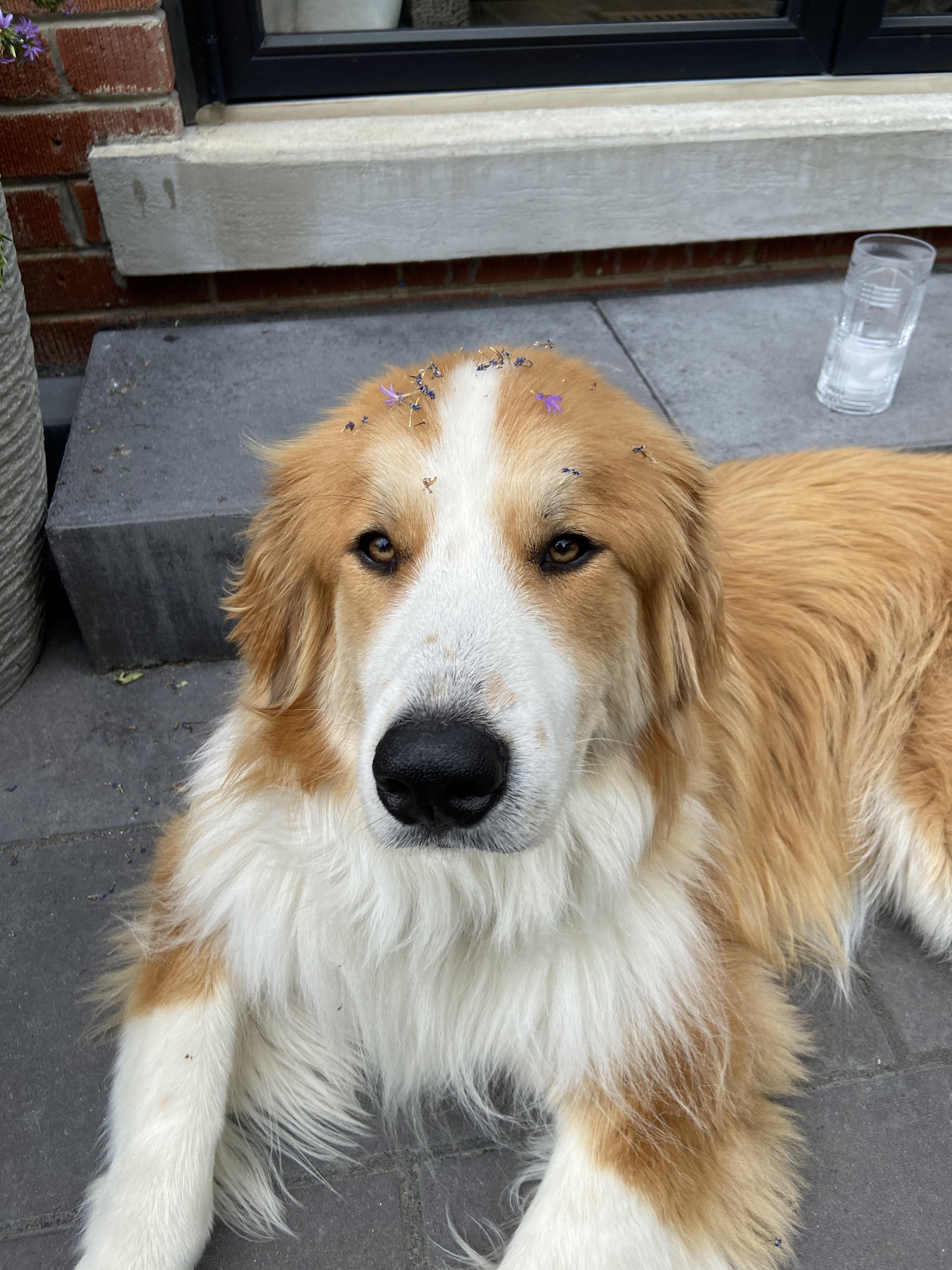 My flower boy | Scrolller