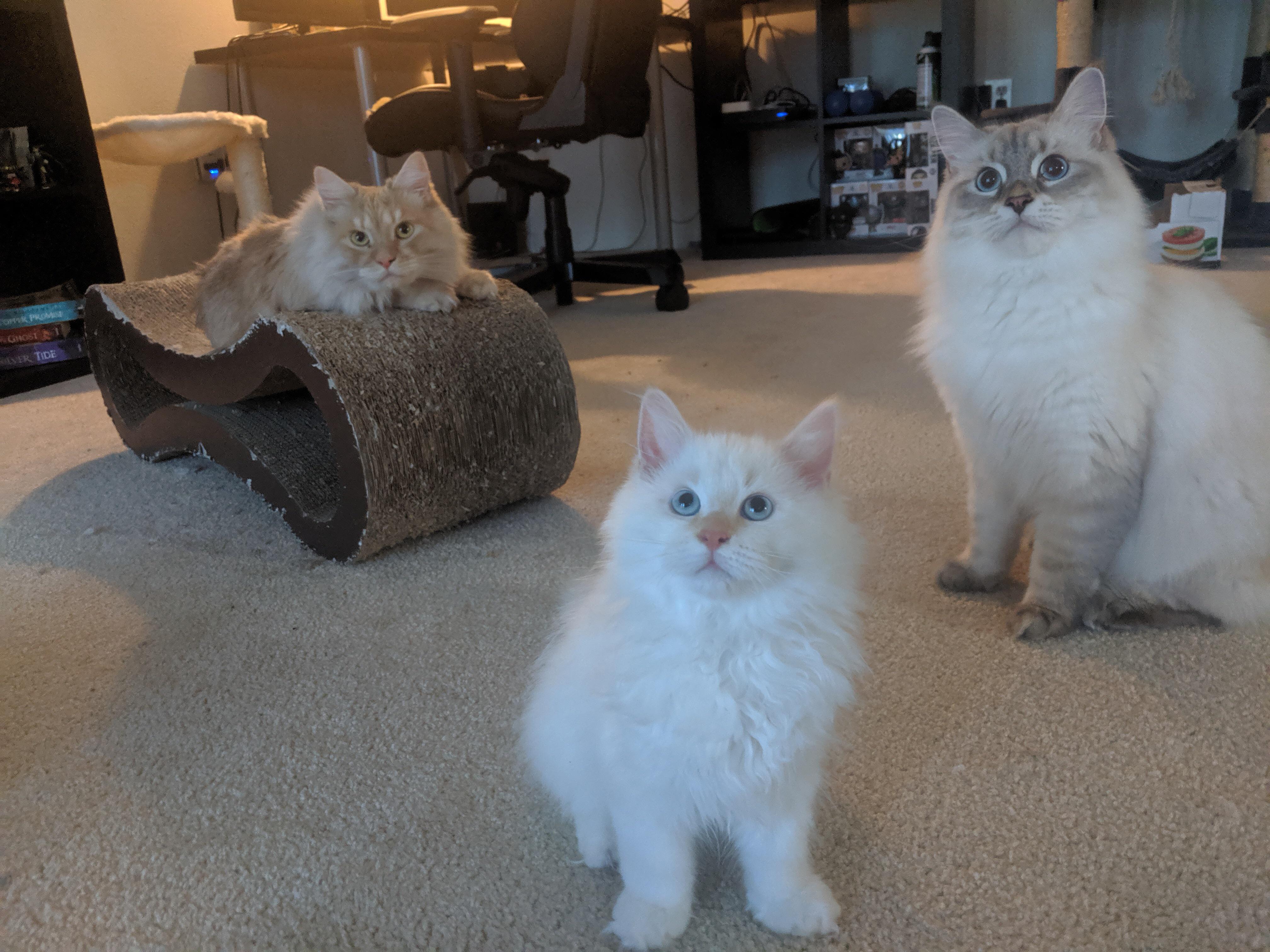 My fluffboys | Scrolller