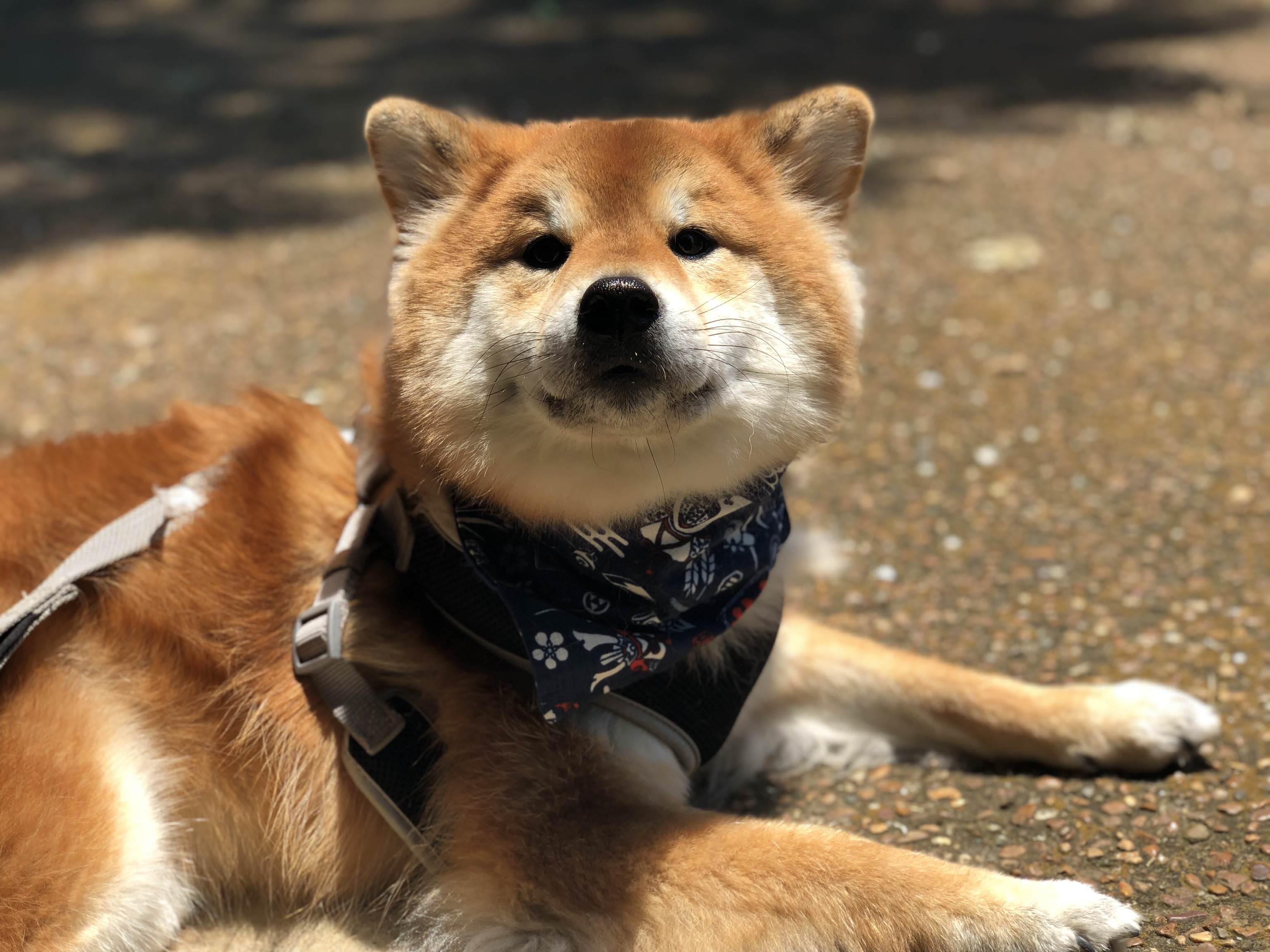 My fluffy boy, Genji | Scrolller