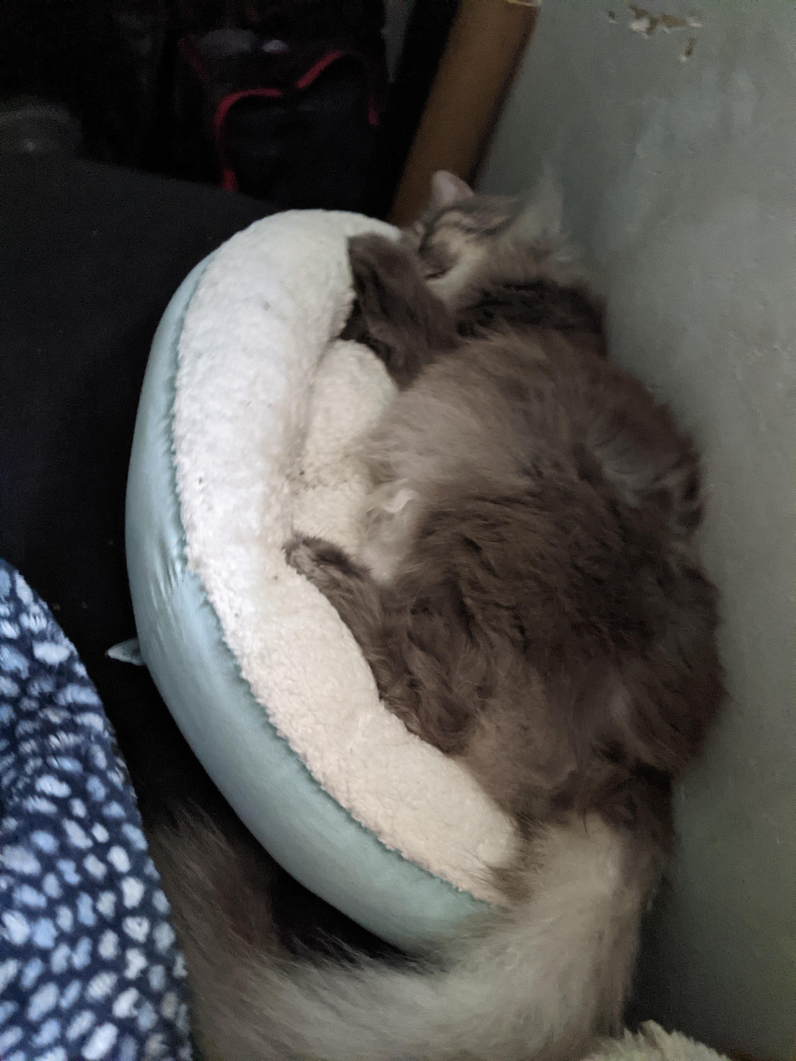 My fluffy boy in the kittens bed. | Scrolller