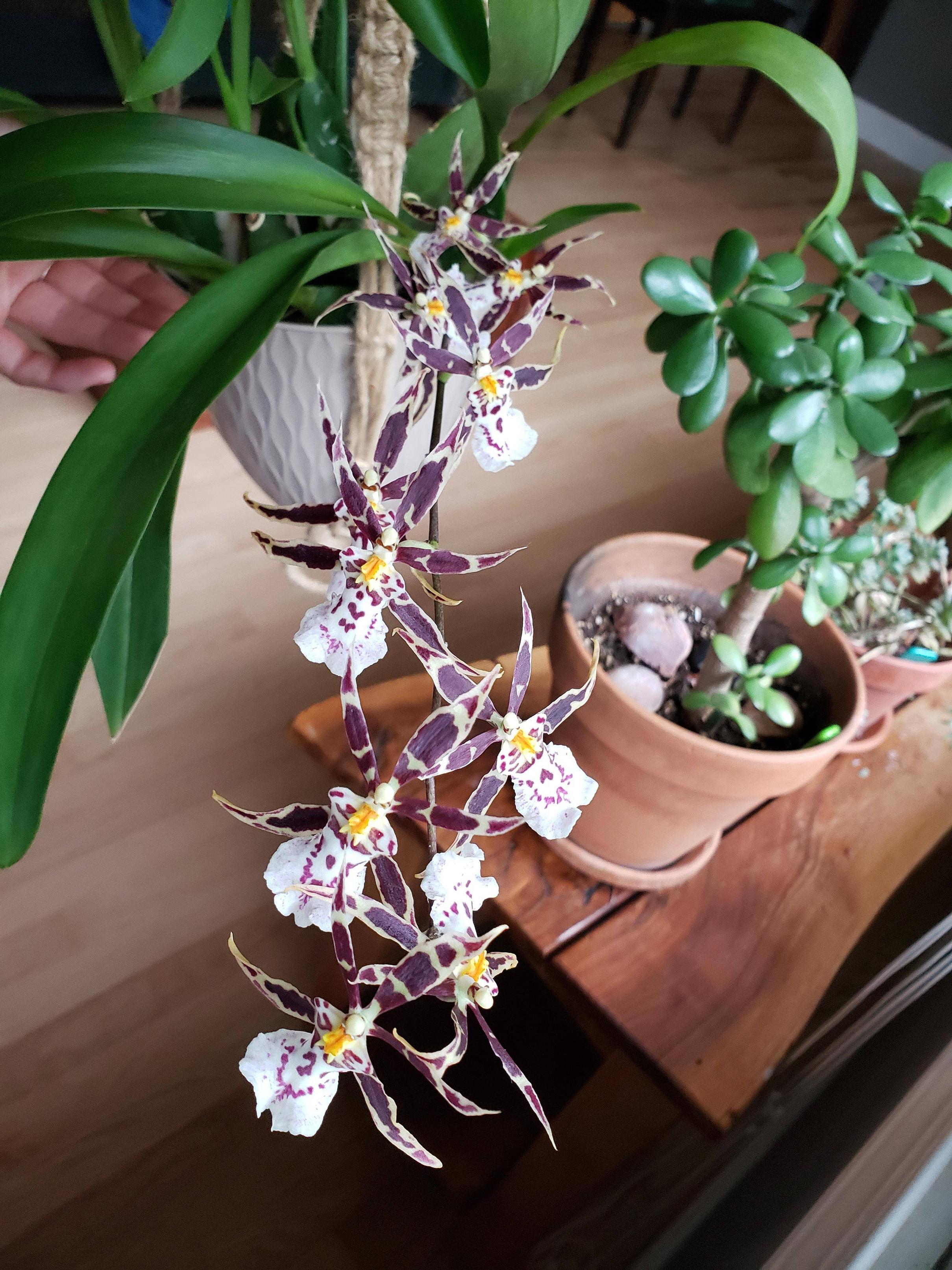 My fragrant spider orchid is in bloom for the third time this year! | Scrolller