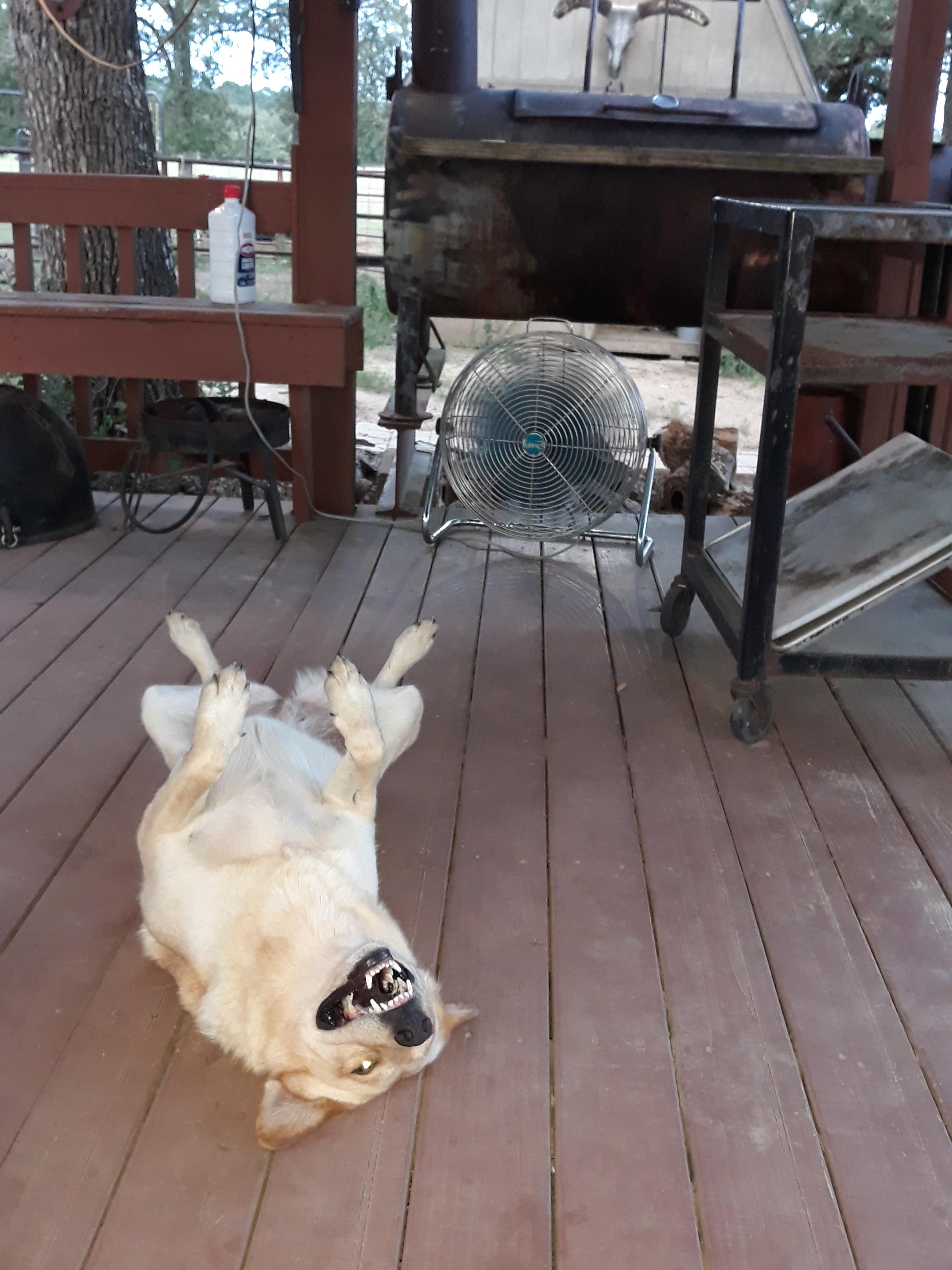 My friends dog hot and derpy! | Scrolller