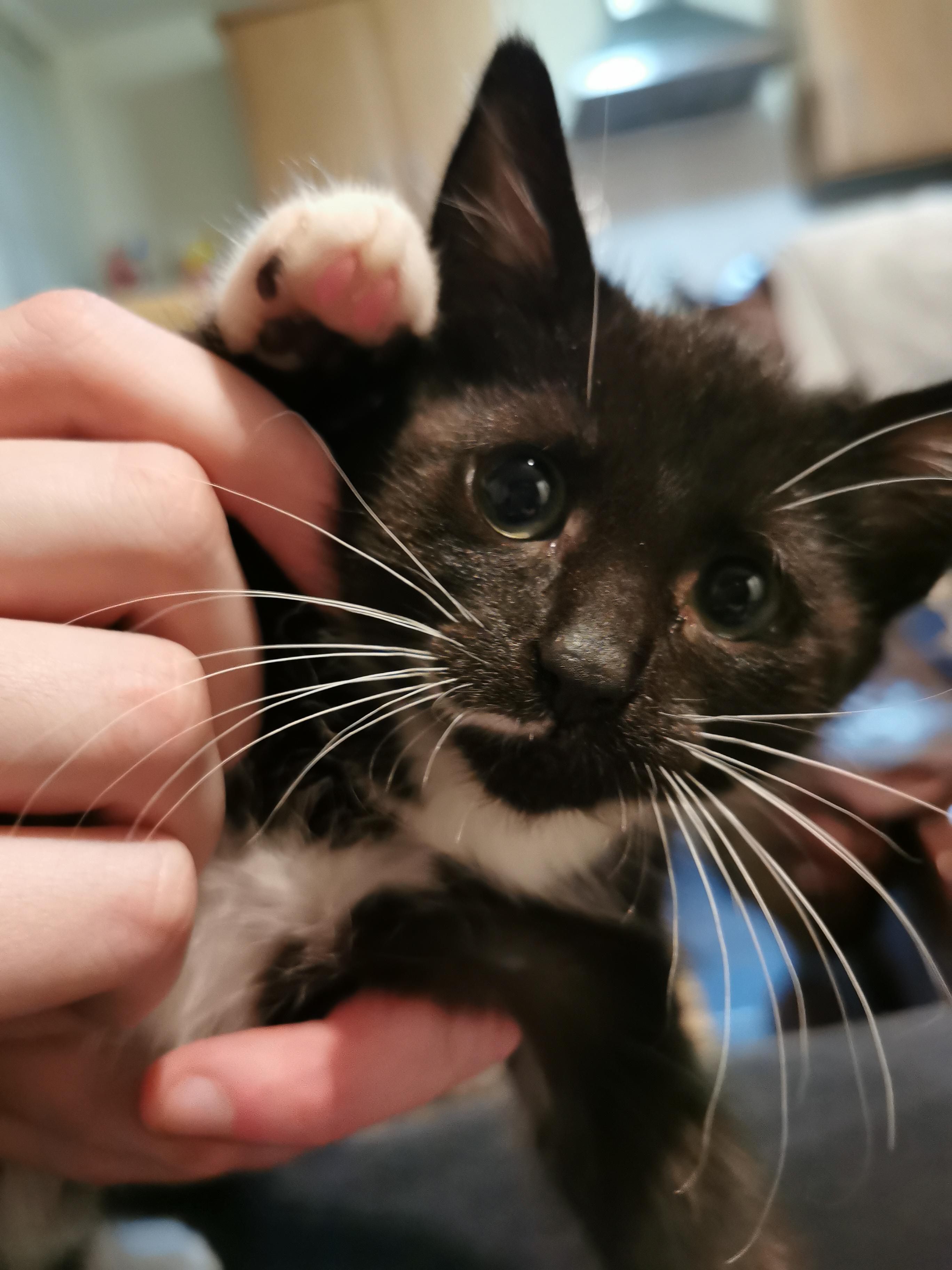 My friends got a tiny kitten with tiny mismatched toebeans | Scrolller