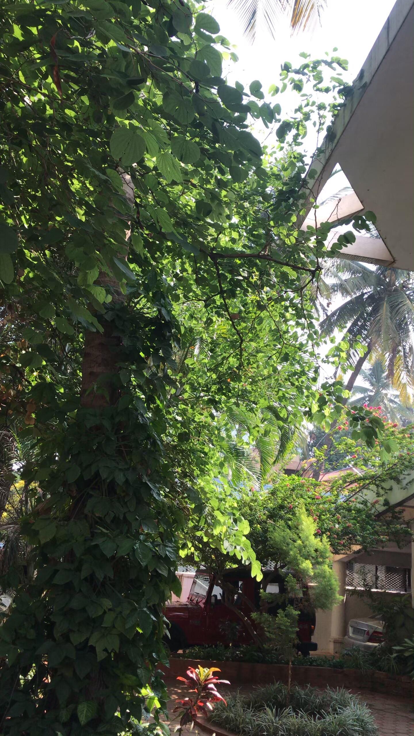 My front yard back home ♥️ | Scrolller