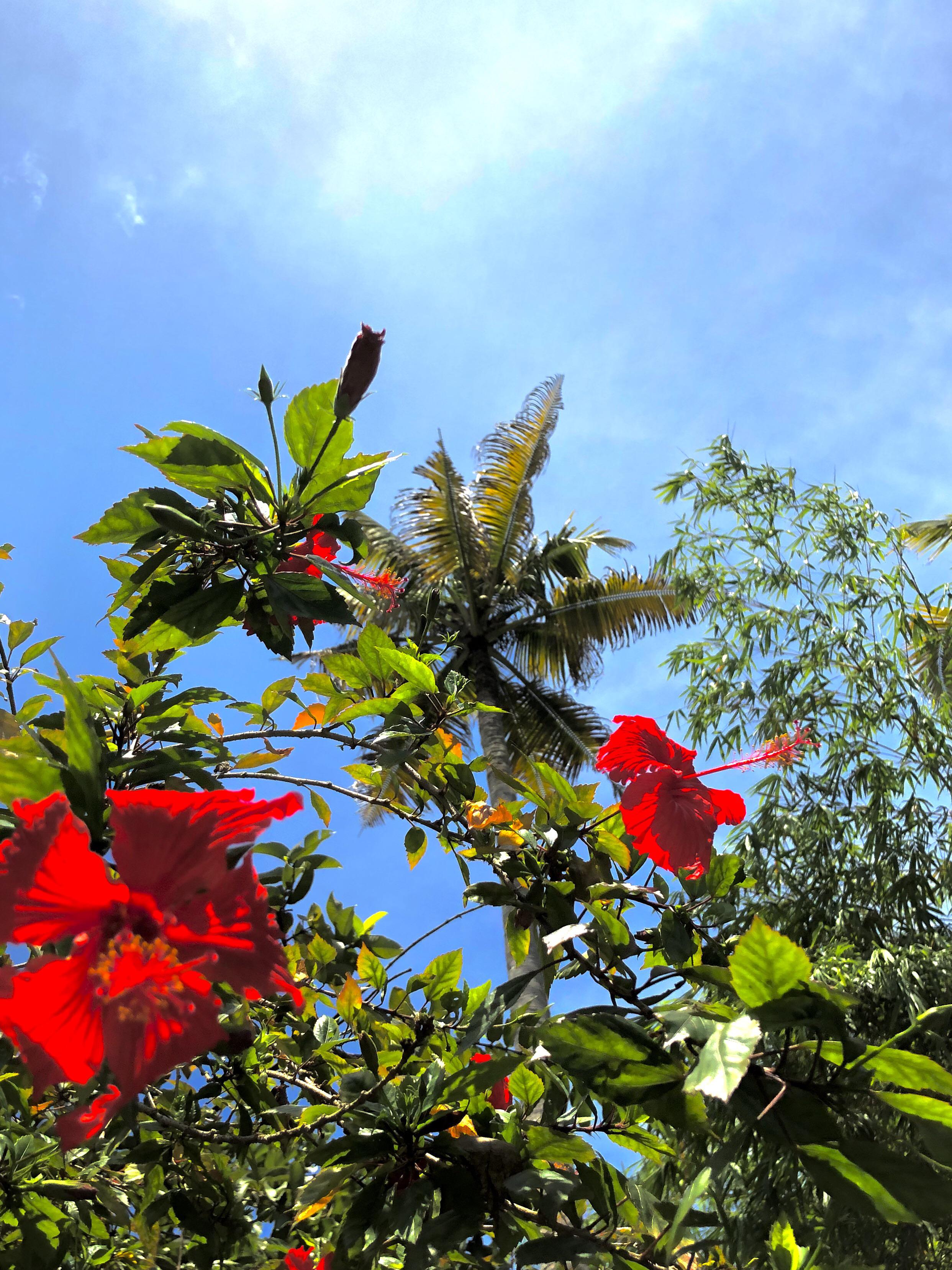 My front yard. I live in Kerala, India. | Scrolller