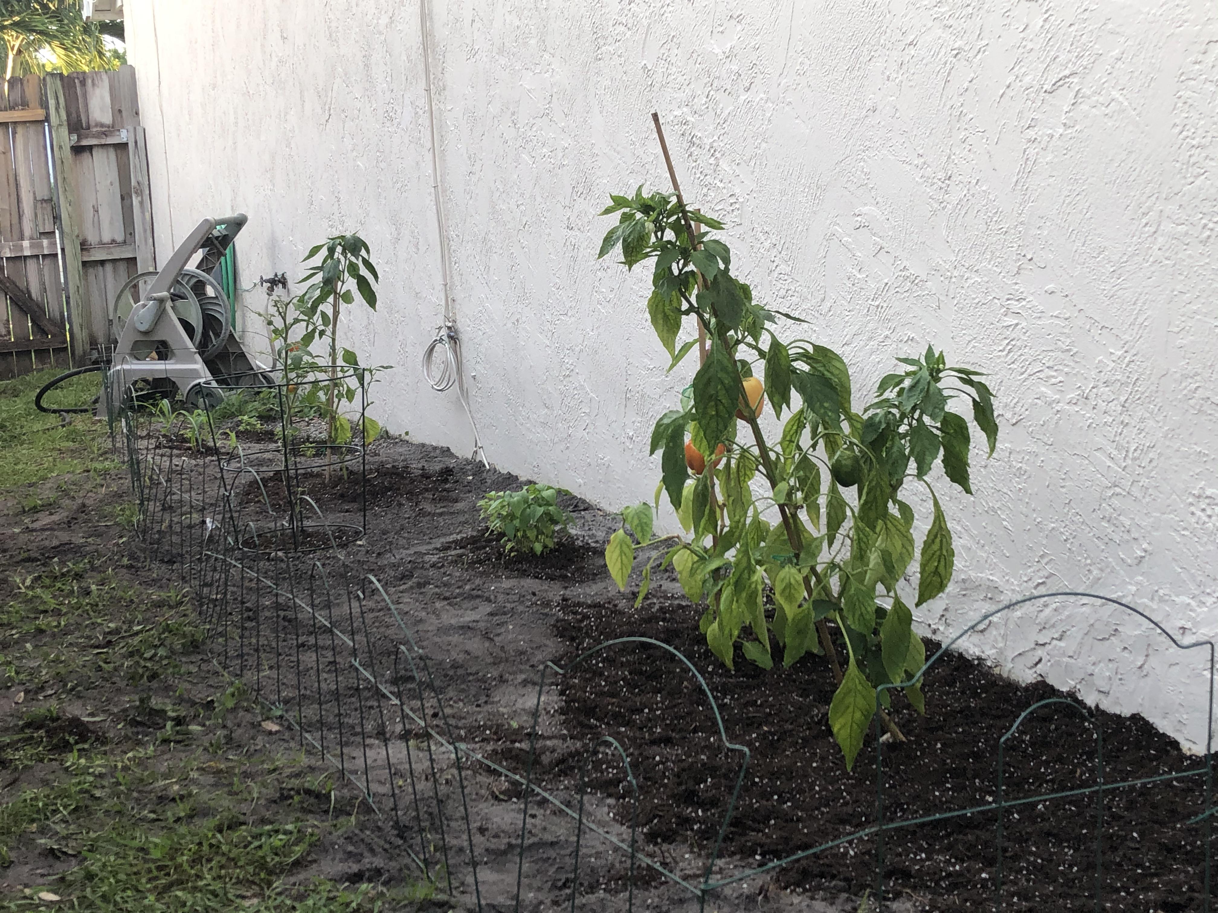 My garden...Mostly bell pepper and sweet bell pepper.Also got some corn,1 cherry tomatoe plant ...