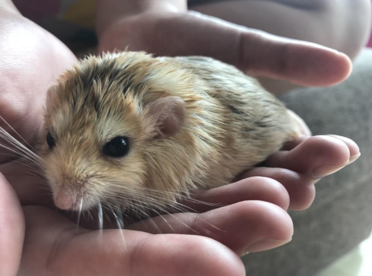 My gerbil | Scrolller