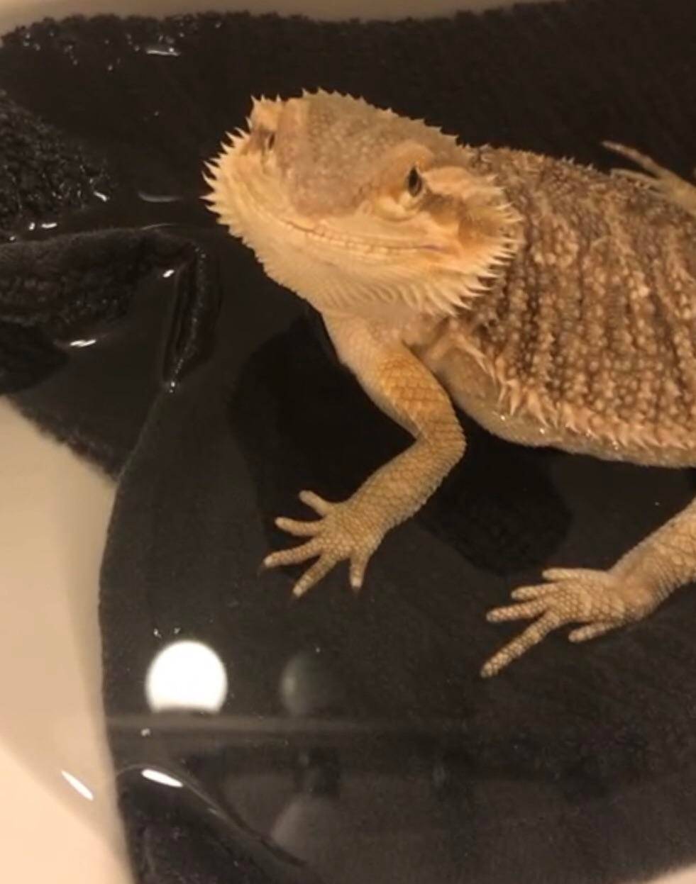 My girlfriends bearded dragon :) | Scrolller