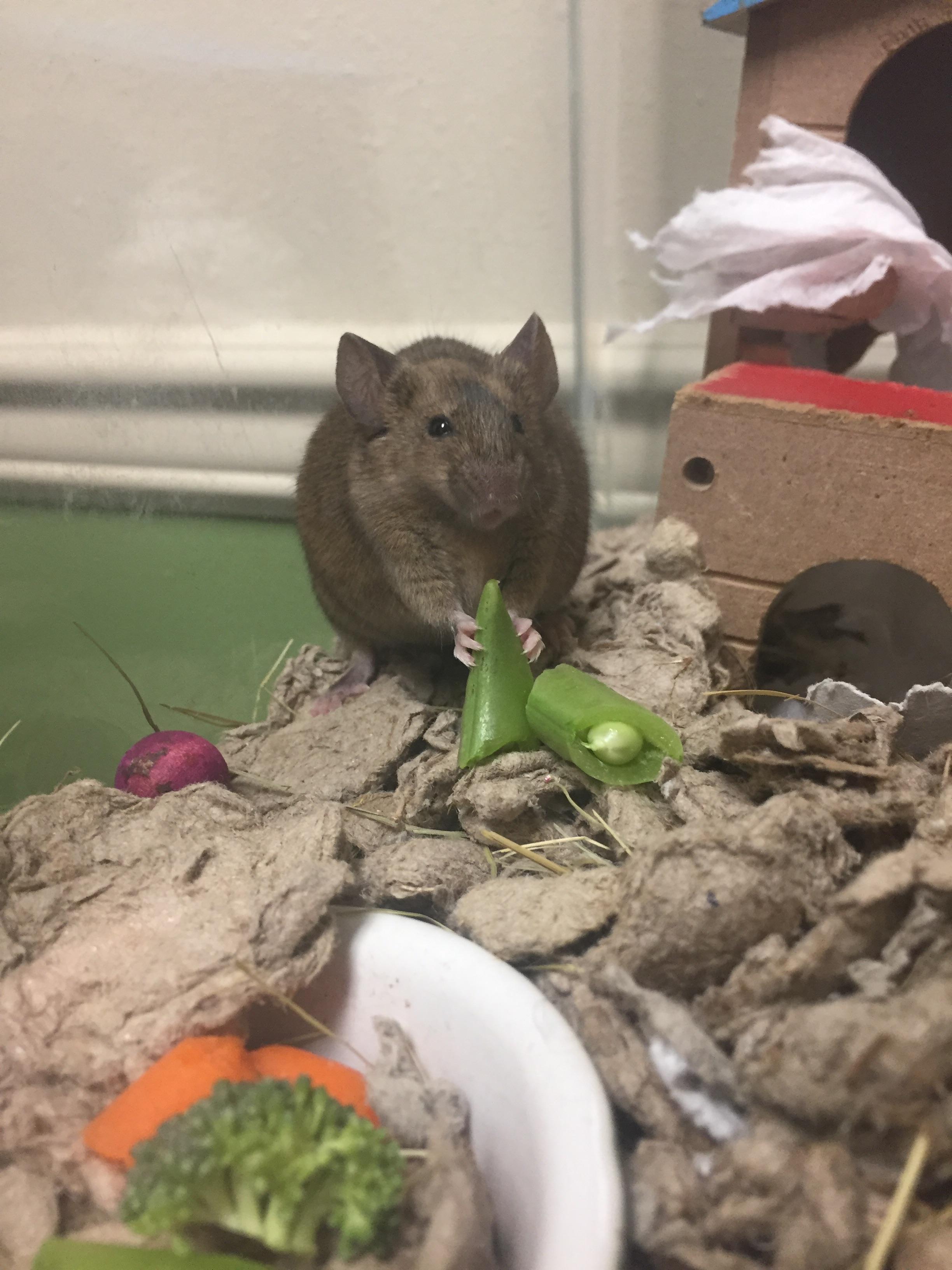 My girls love snap peas | Scrolller