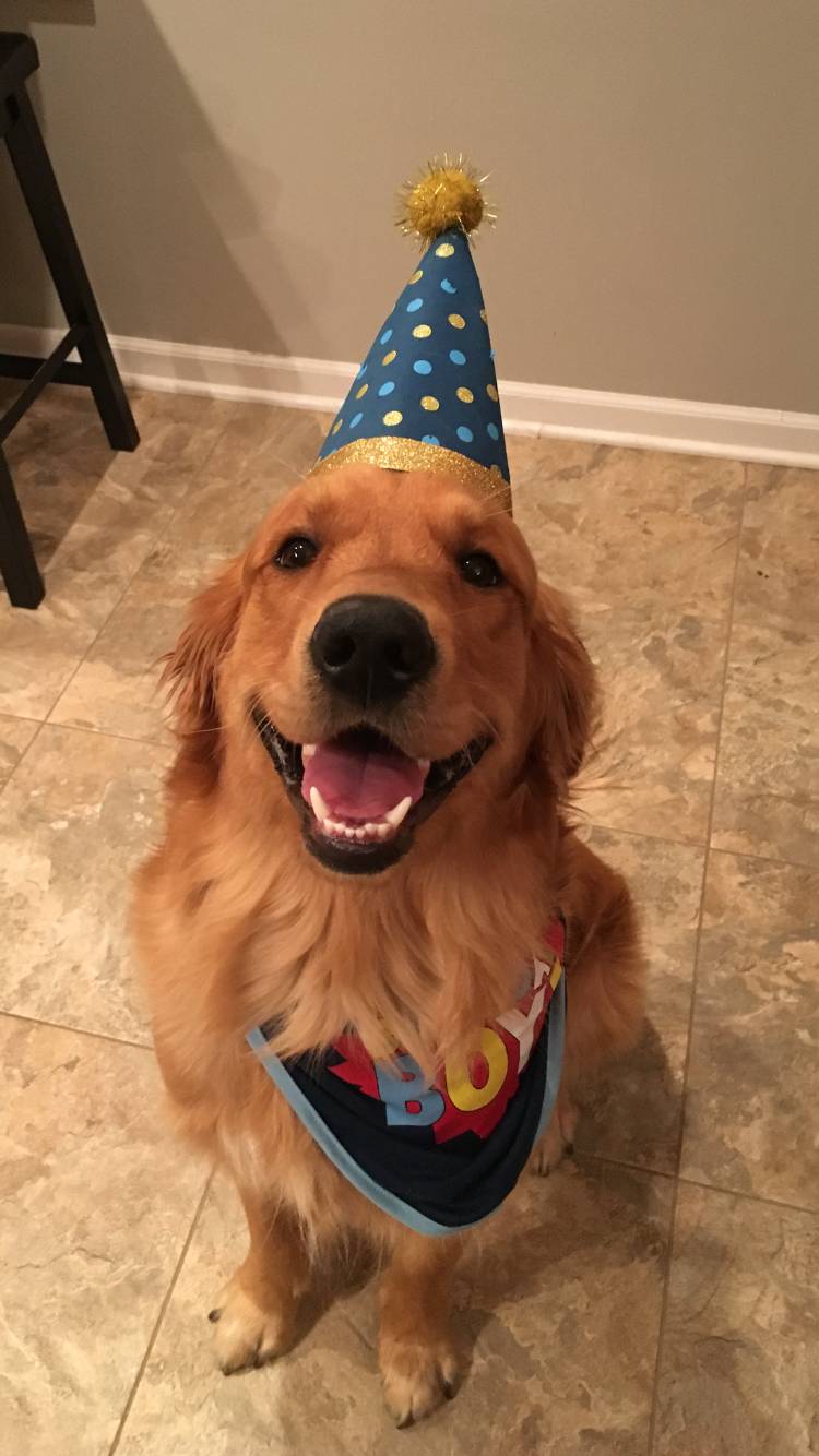 My good boy Marshall turned one yesterday | Scrolller