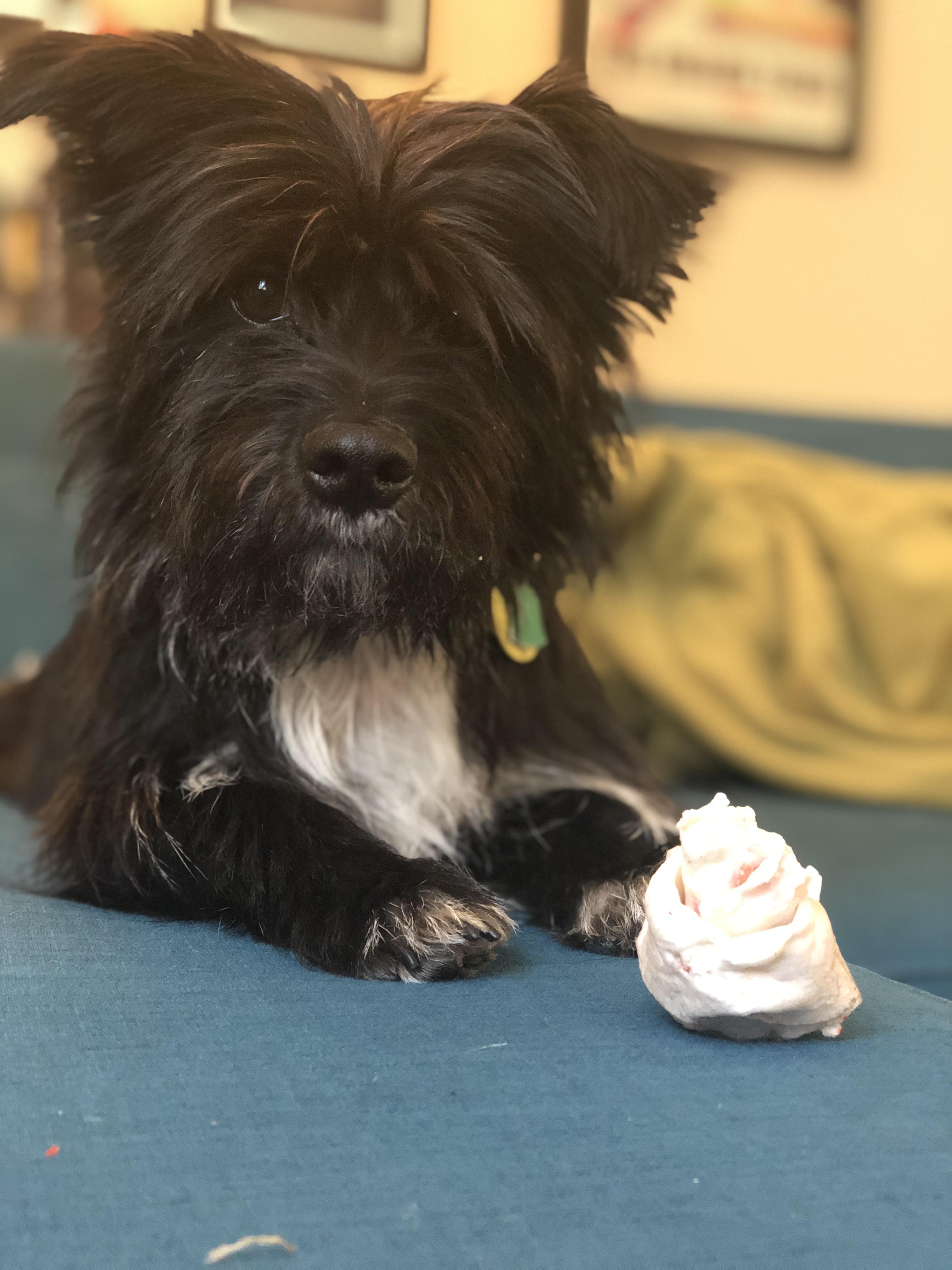 My good boy takes his rawhides very seriously. | Scrolller