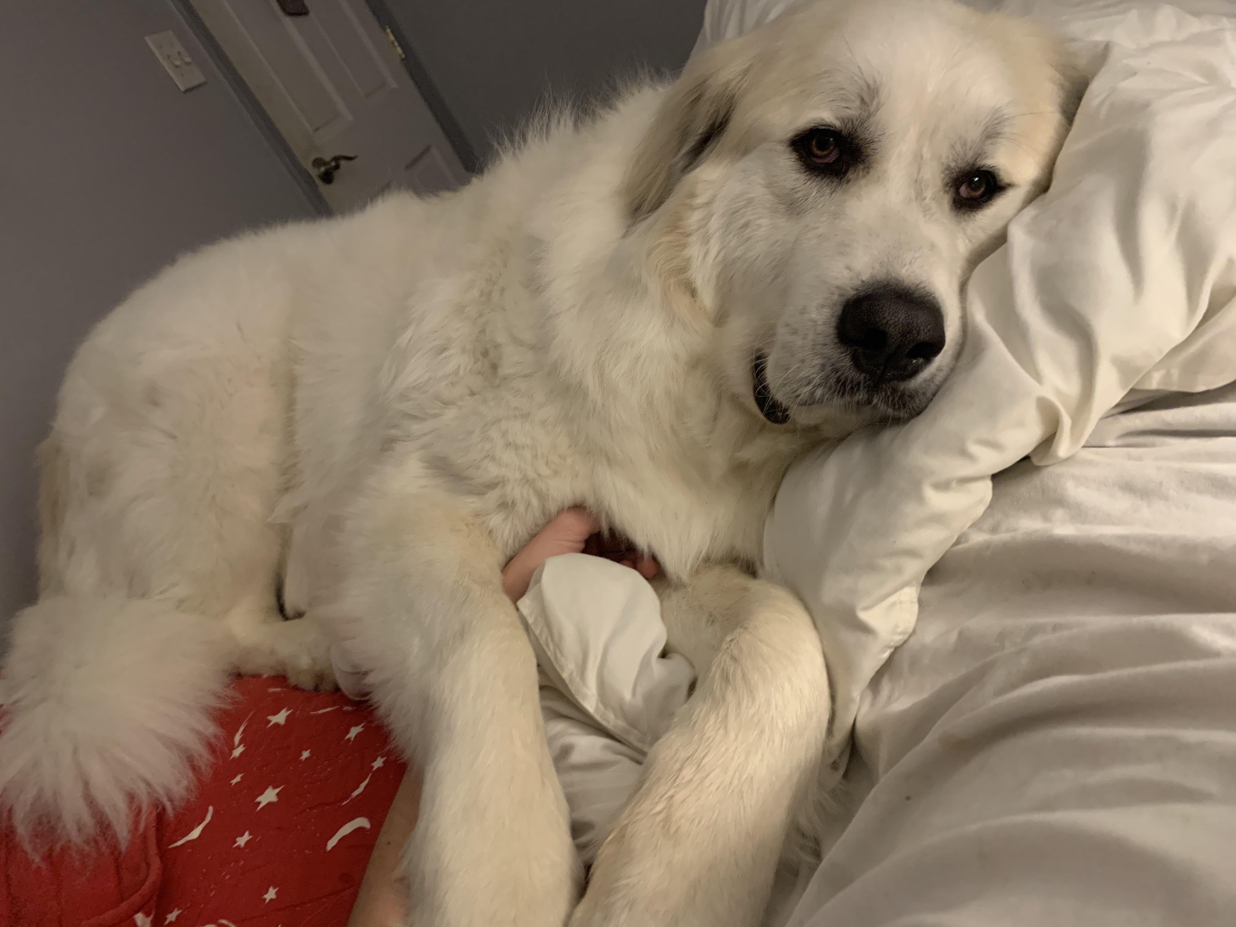 My good boy taking a rest | Scrolller