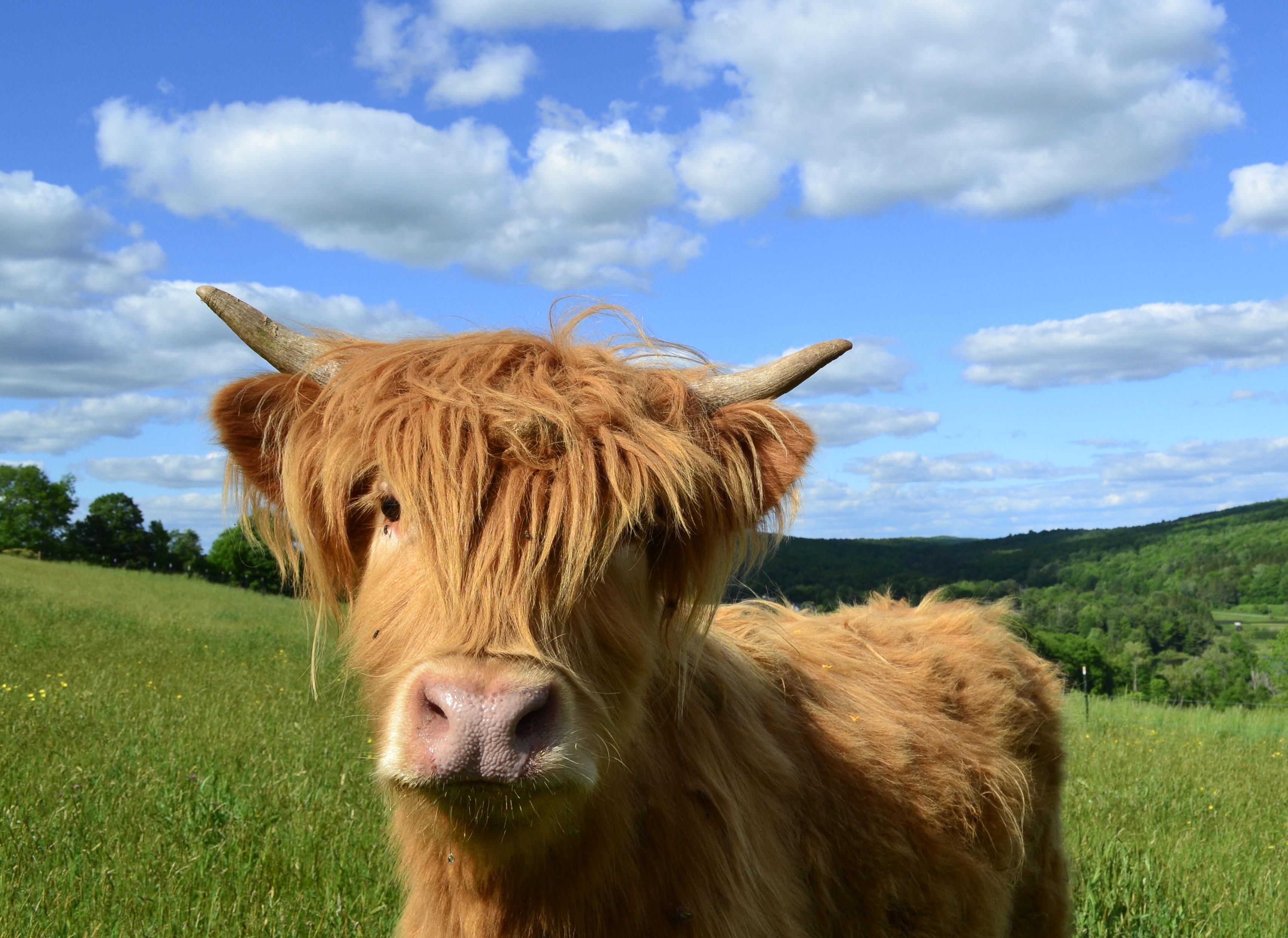 My good girl Appa | Scrolller