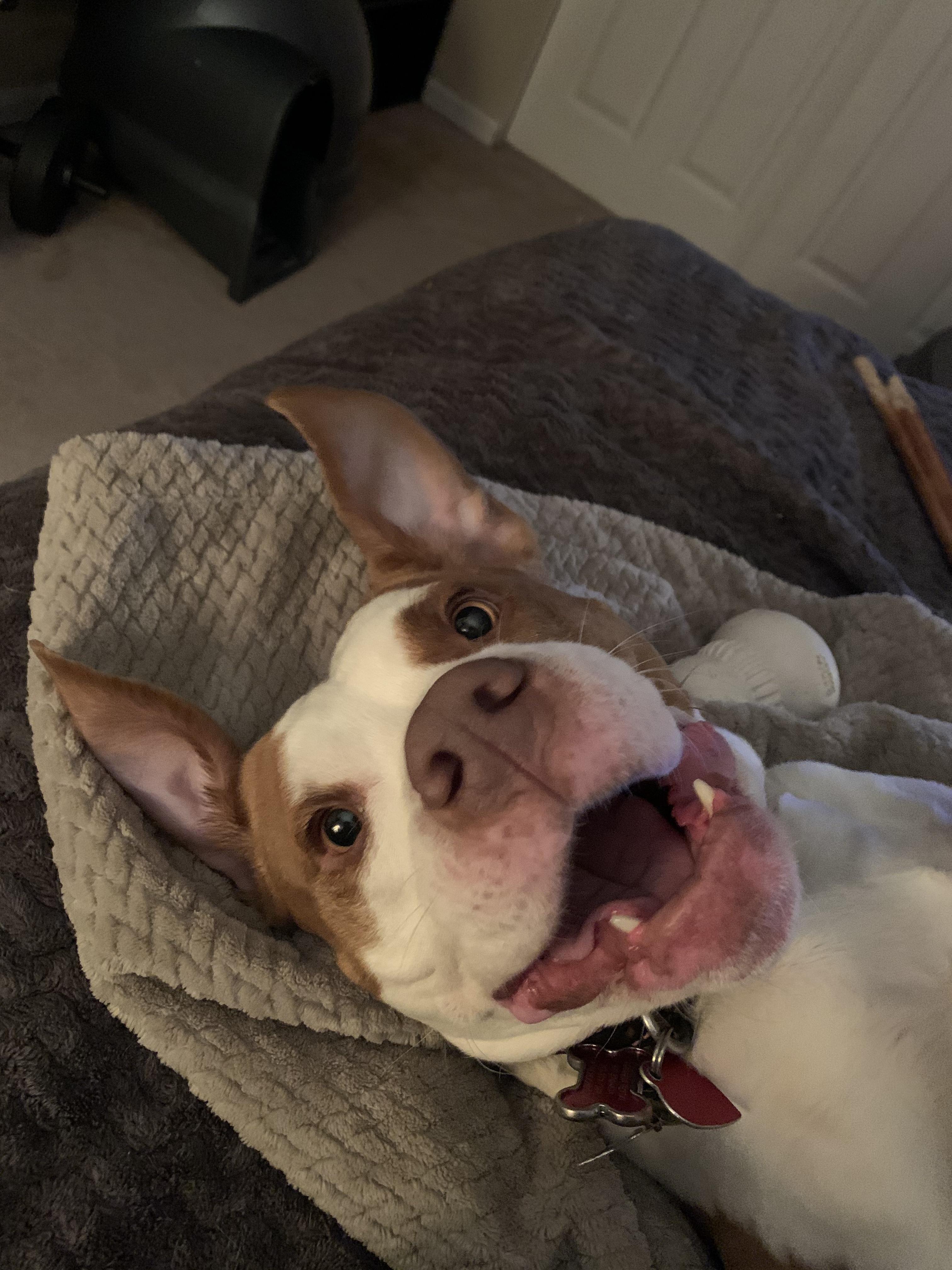 My goofy girl, Eloise. | Scrolller
