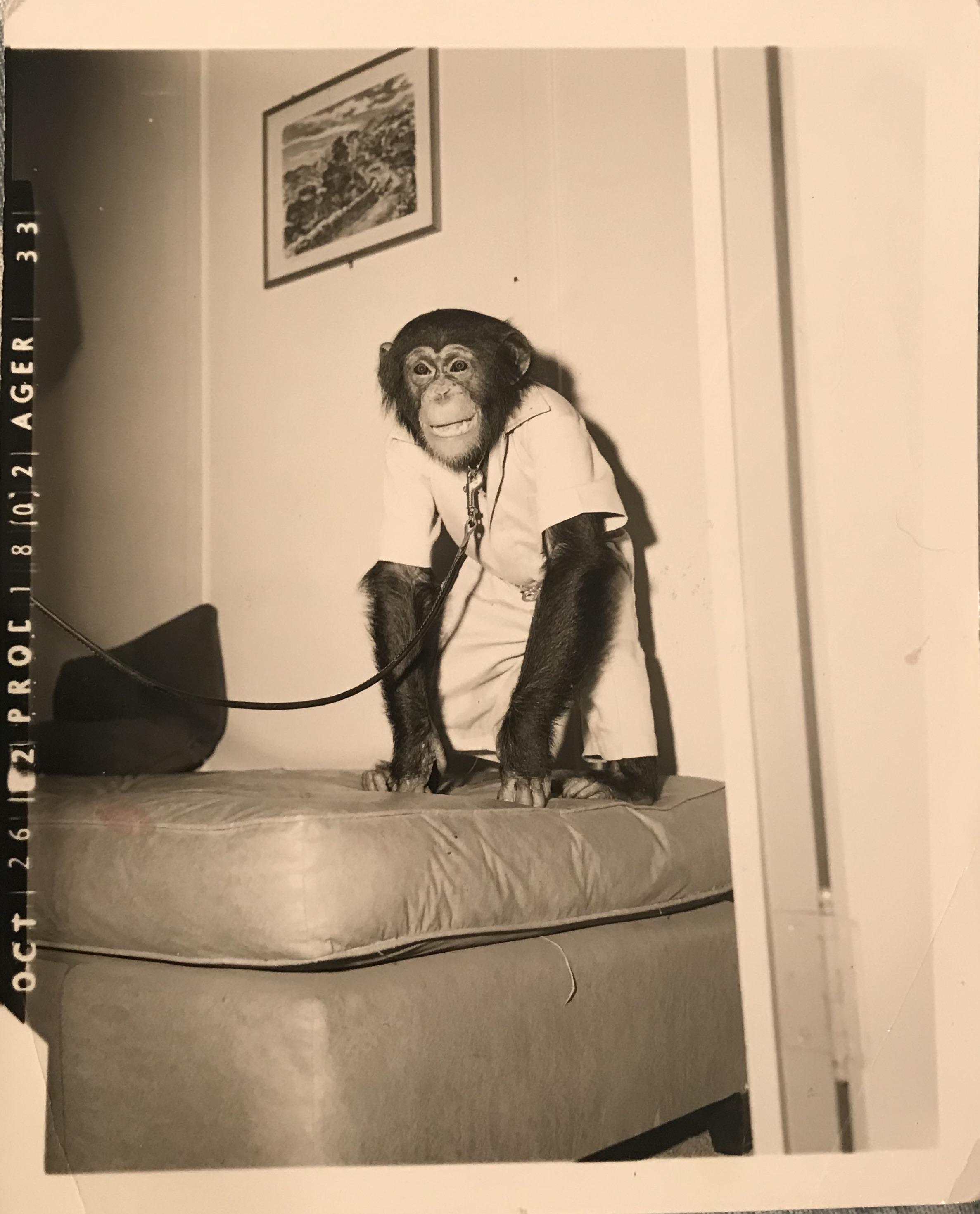 My grandpa has an original photo of Scatter, Elvis’s chimpanzee. | Scrolller