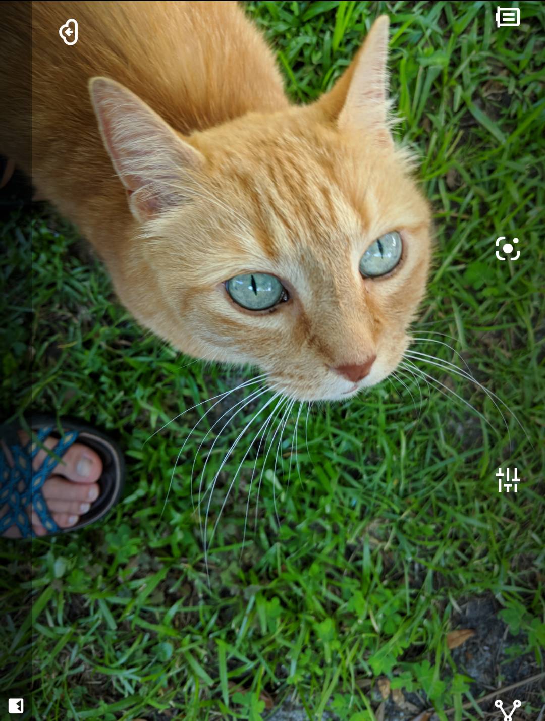 My green eyed lady | Scrolller