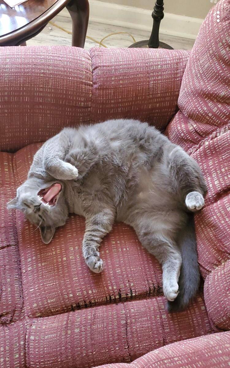My grey boy doing a big yawn to match his big belly | Scrolller